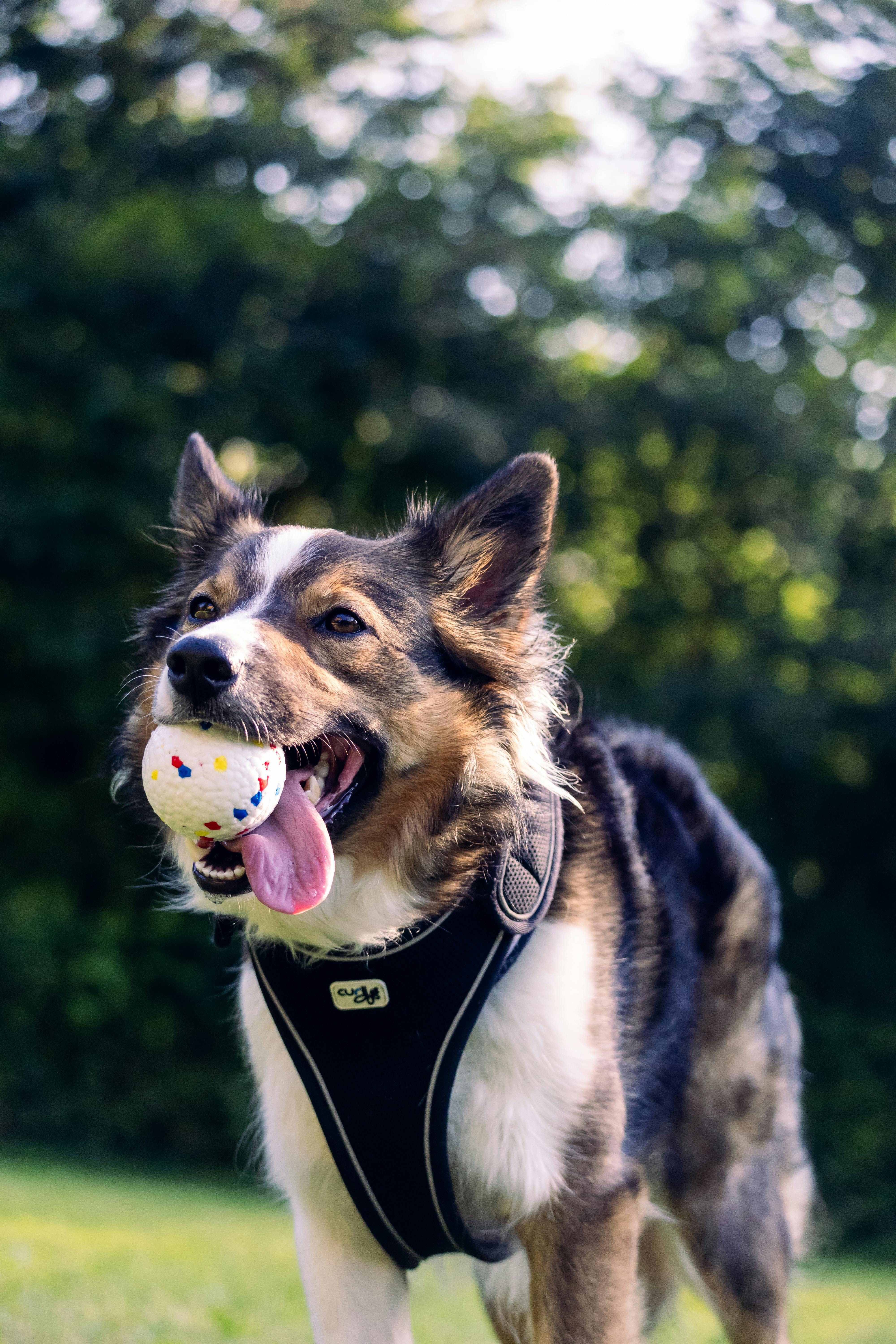 Border Collie Fetching Ball · Free Stock Photo