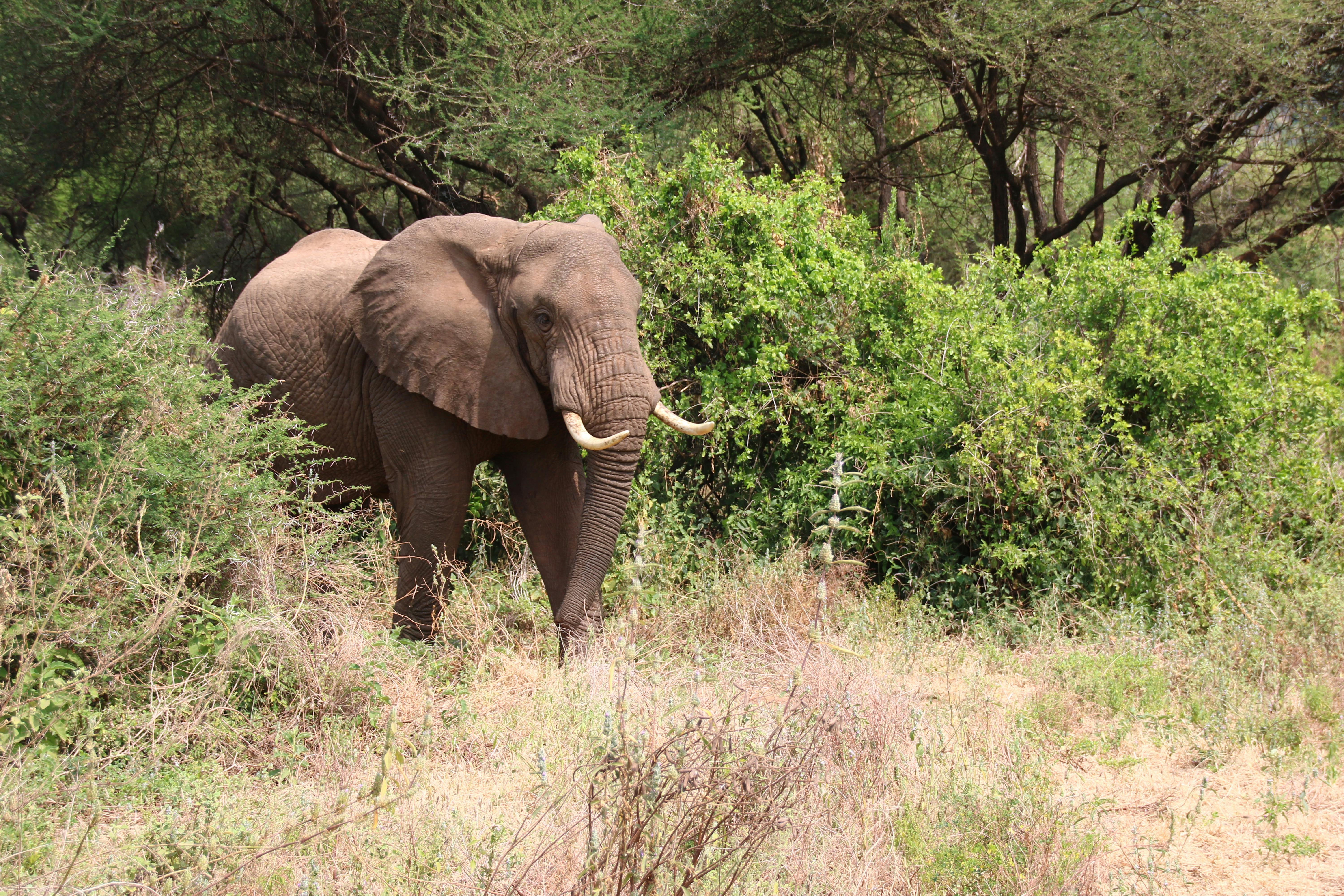 Elephant Near Plants and Trees · Free Stock Photo