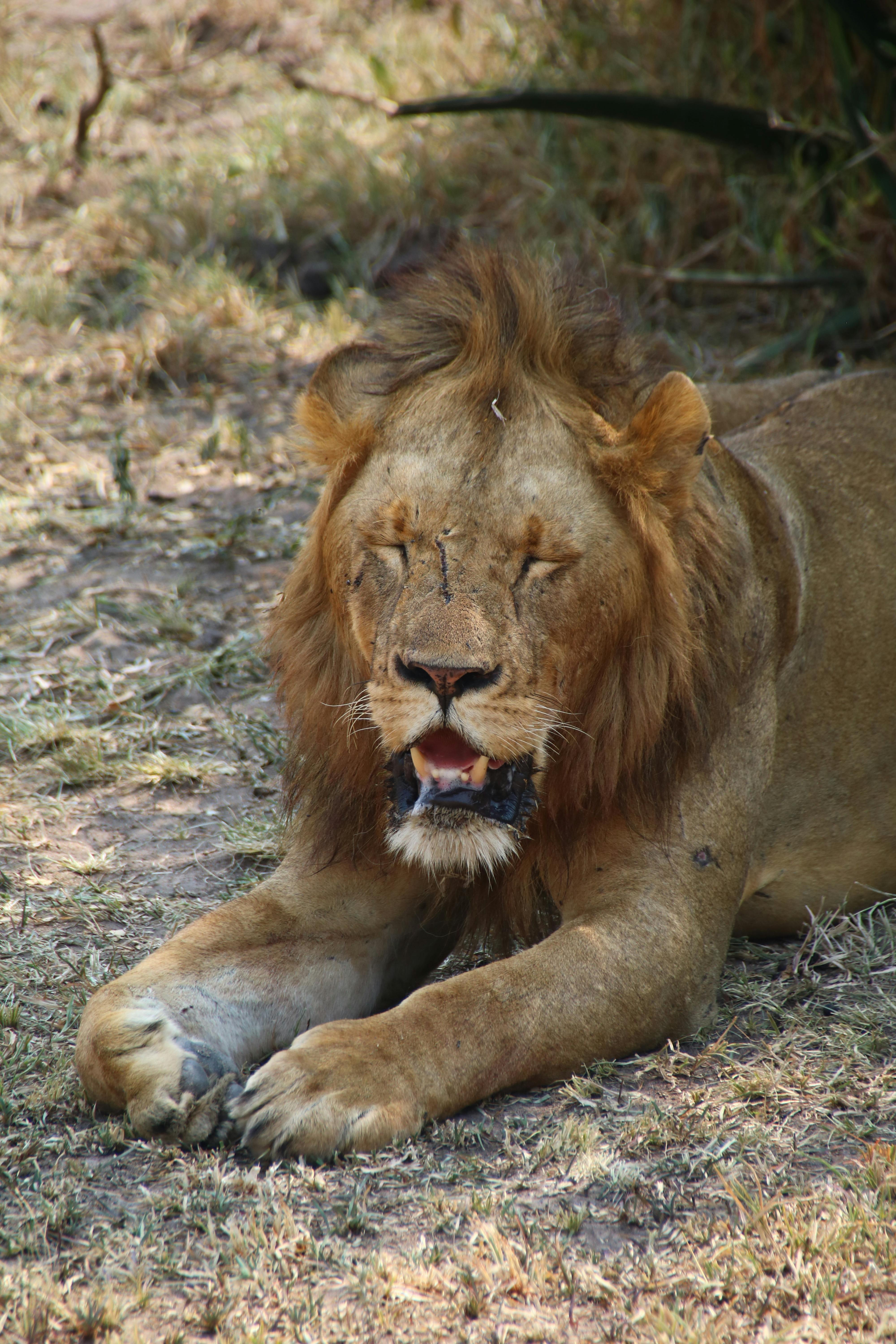 Lion Lying on Ground · Free Stock Photo