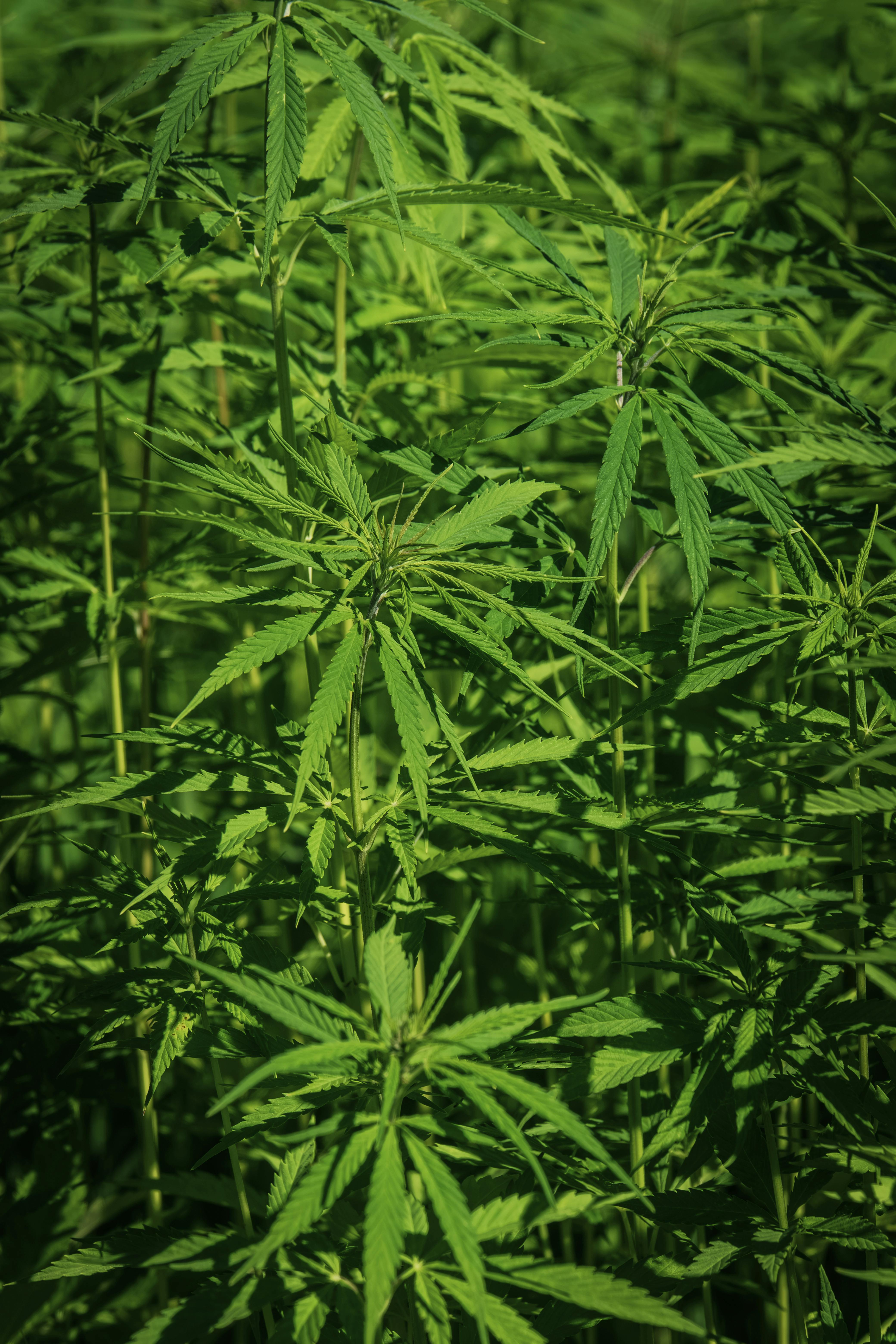 Close-up of Green Cannabis Sativa Leaves · Free Stock Photo