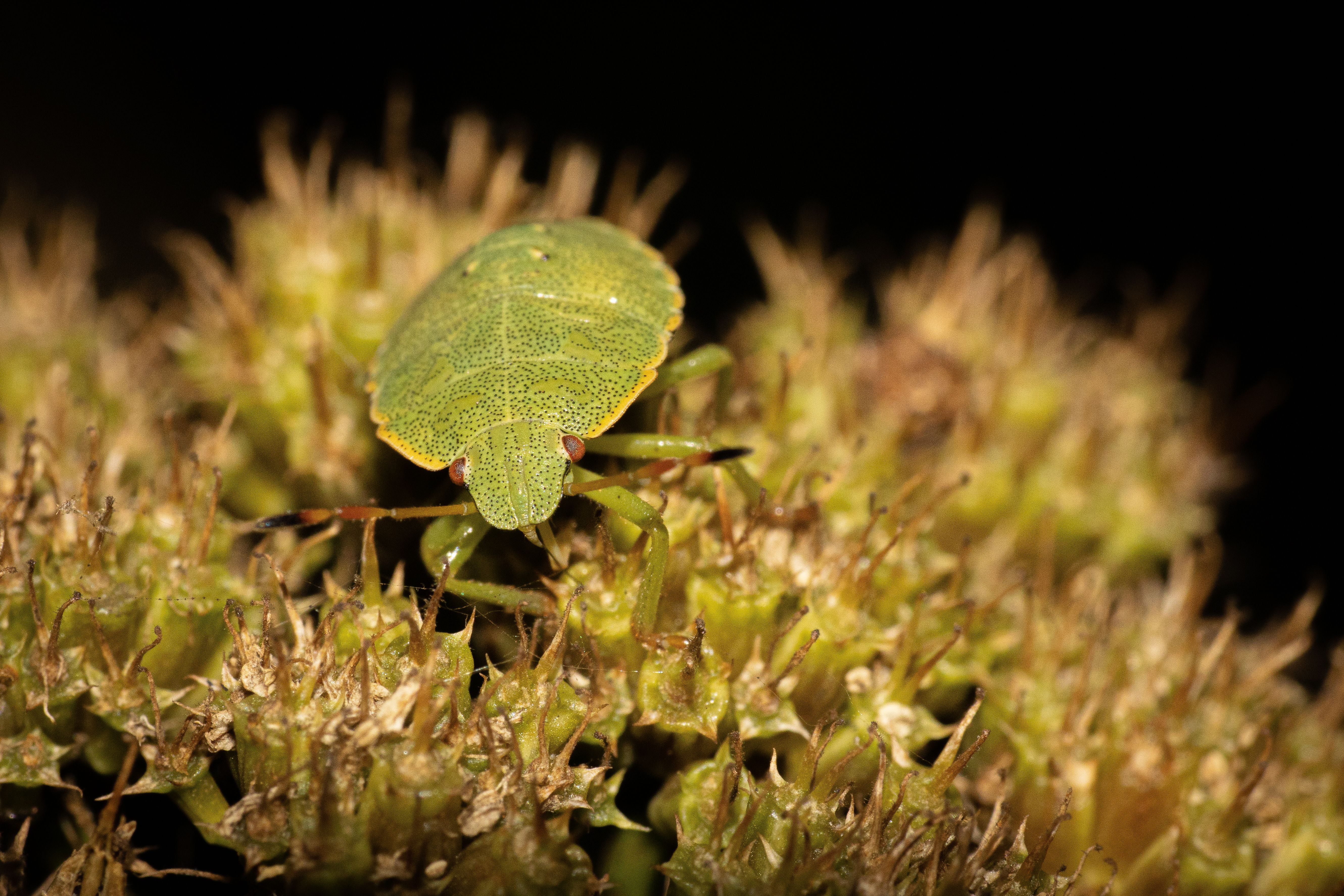 Green Shield Bug on Plant · Free Stock Photo