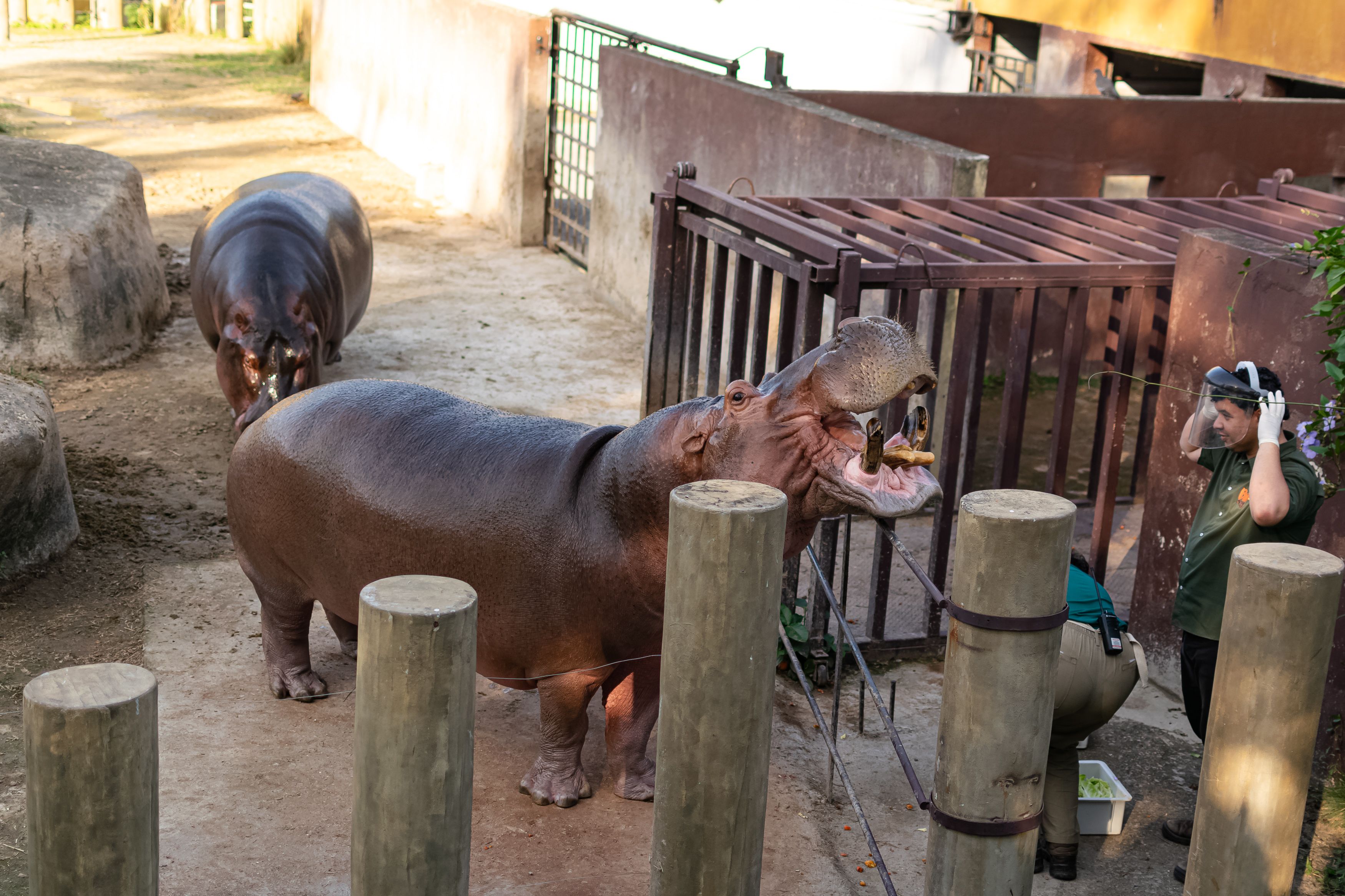 Hippopotamus in a Zoo · Free Stock Photo