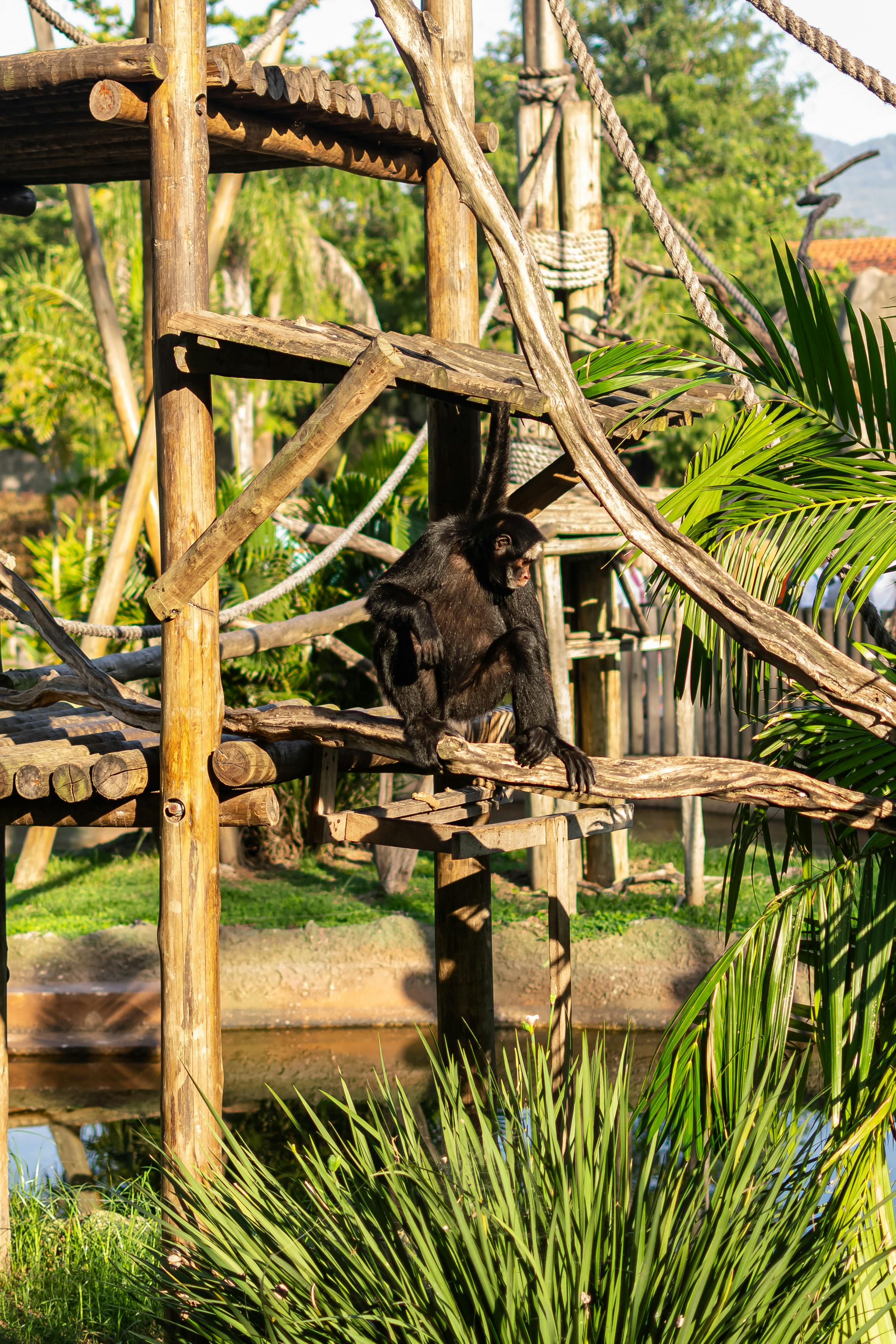 Spider Monkey in a Zoo · Free Stock Photo