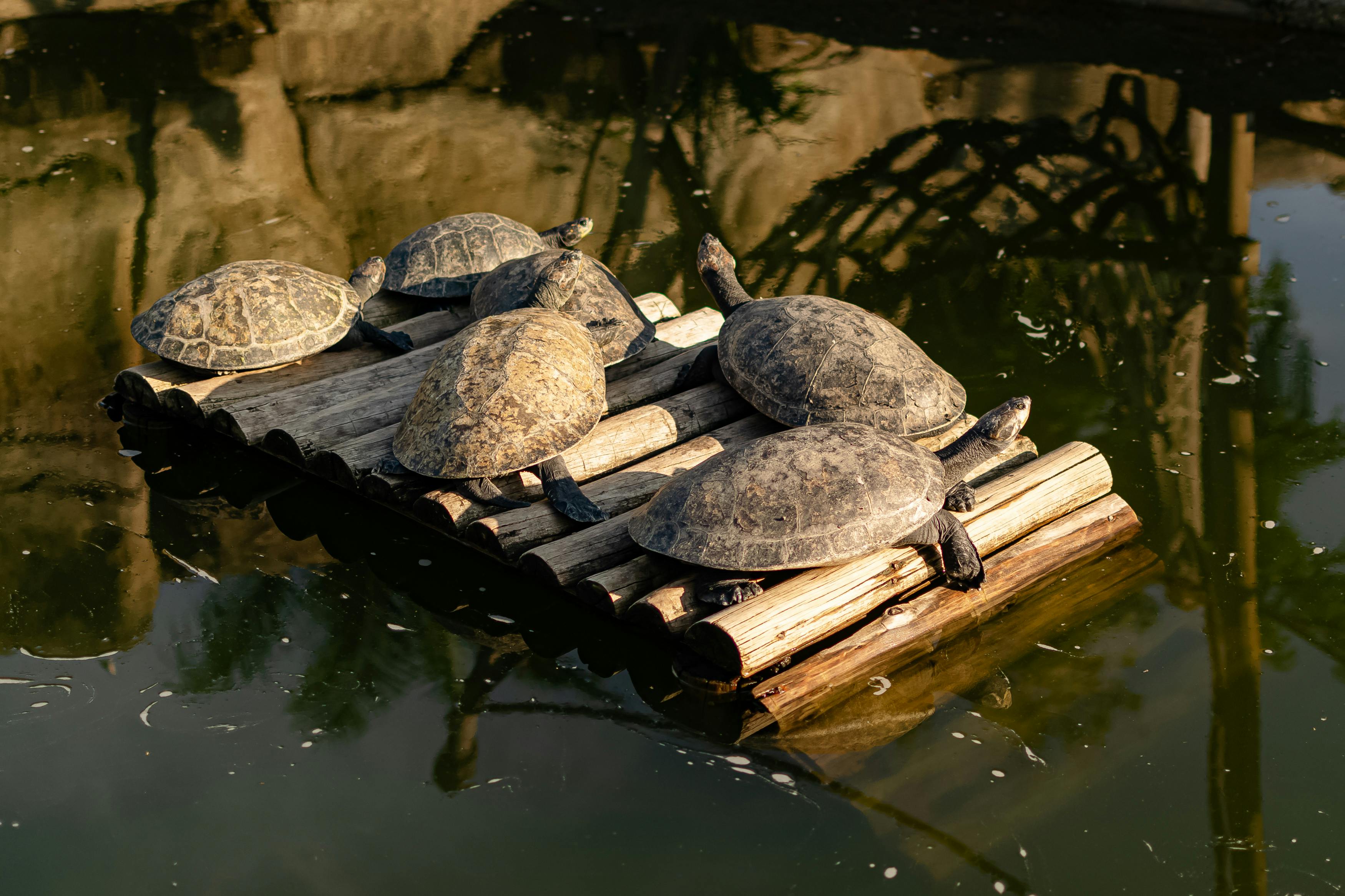 Turtles on Wooden Raft on Lake · Free Stock Photo