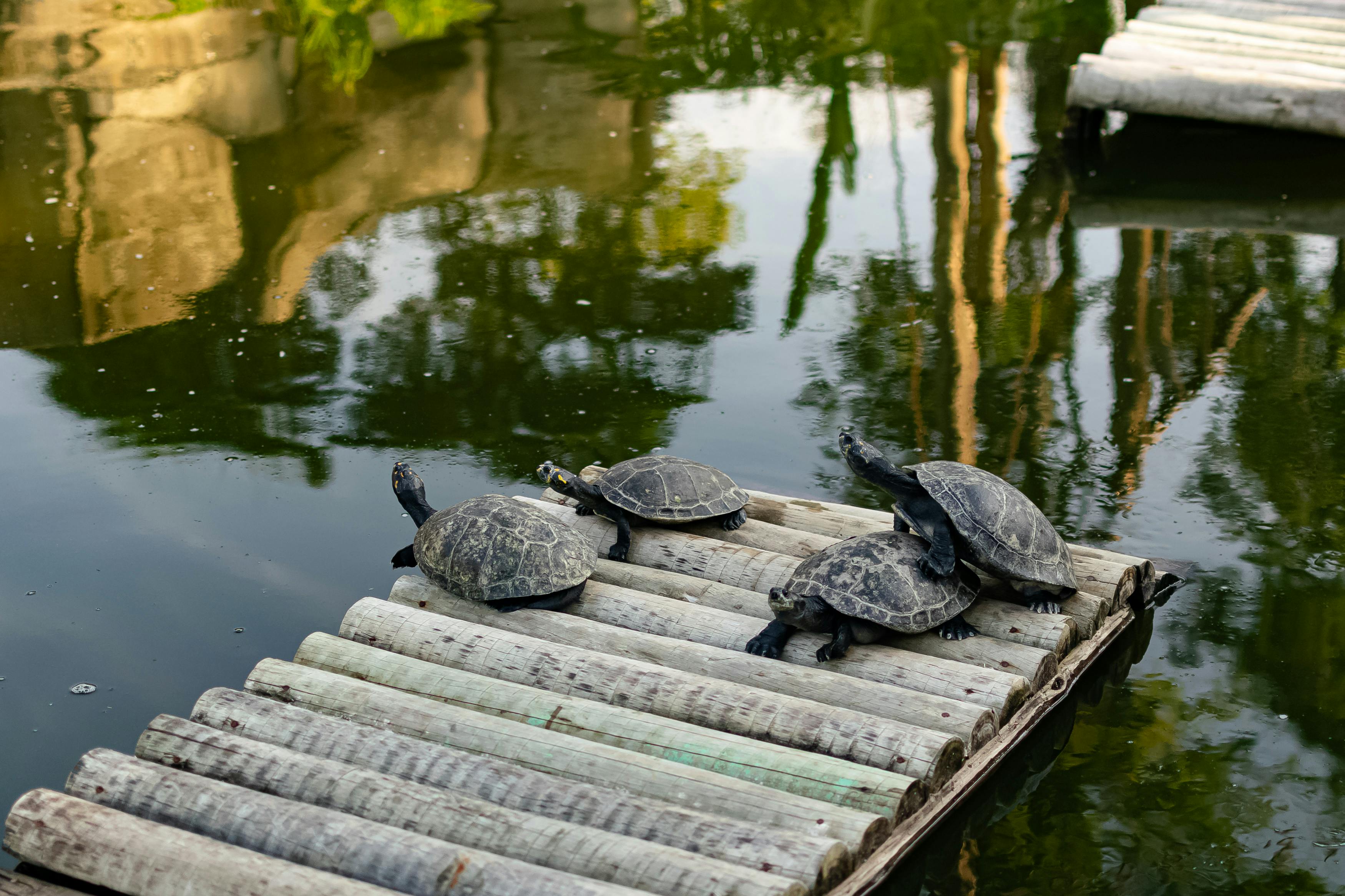 Turtles on Wooden Raft on Pond in Zoo · Free Stock Photo