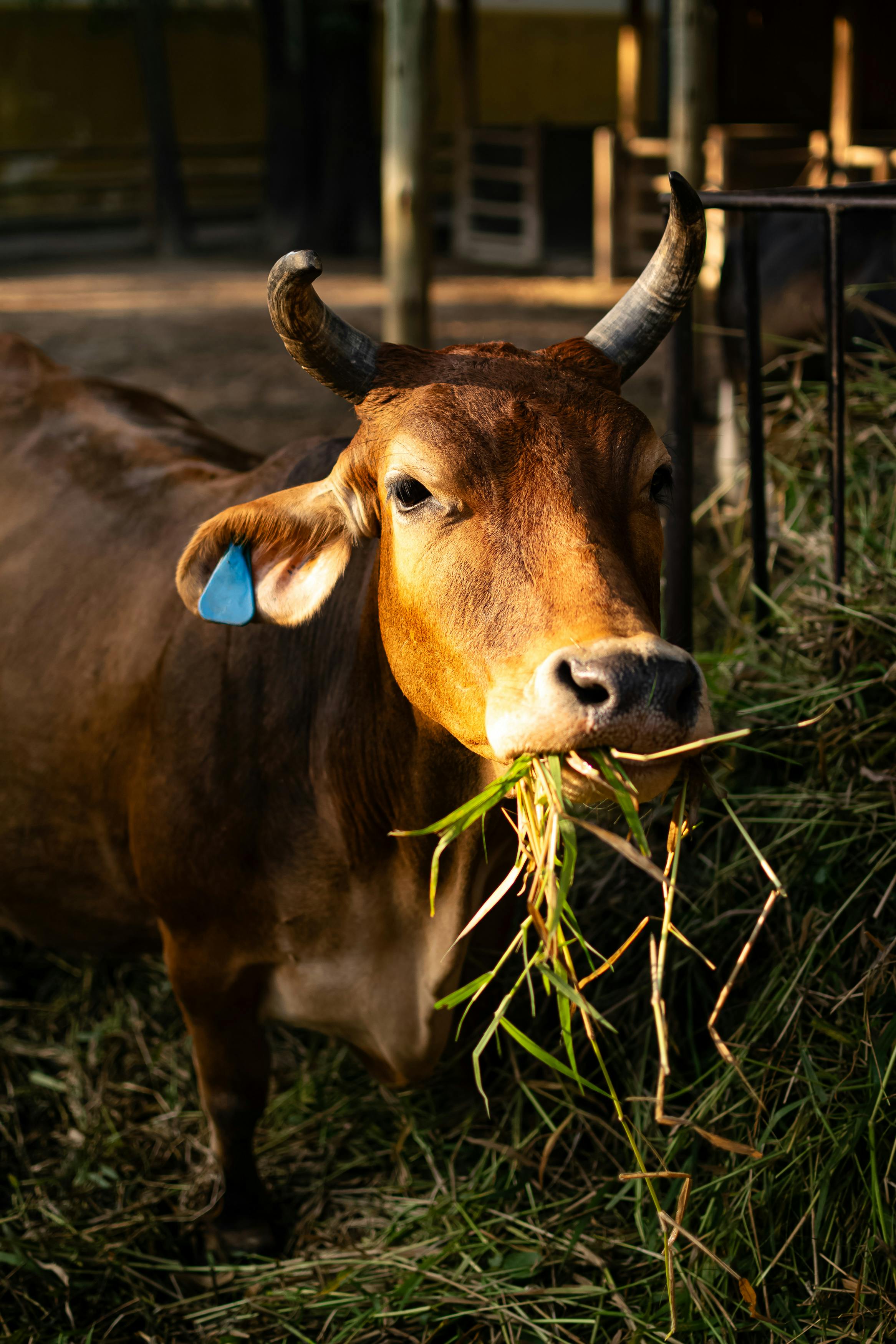 Close-up of a Cow Feeding on Grass · Free Stock Photo