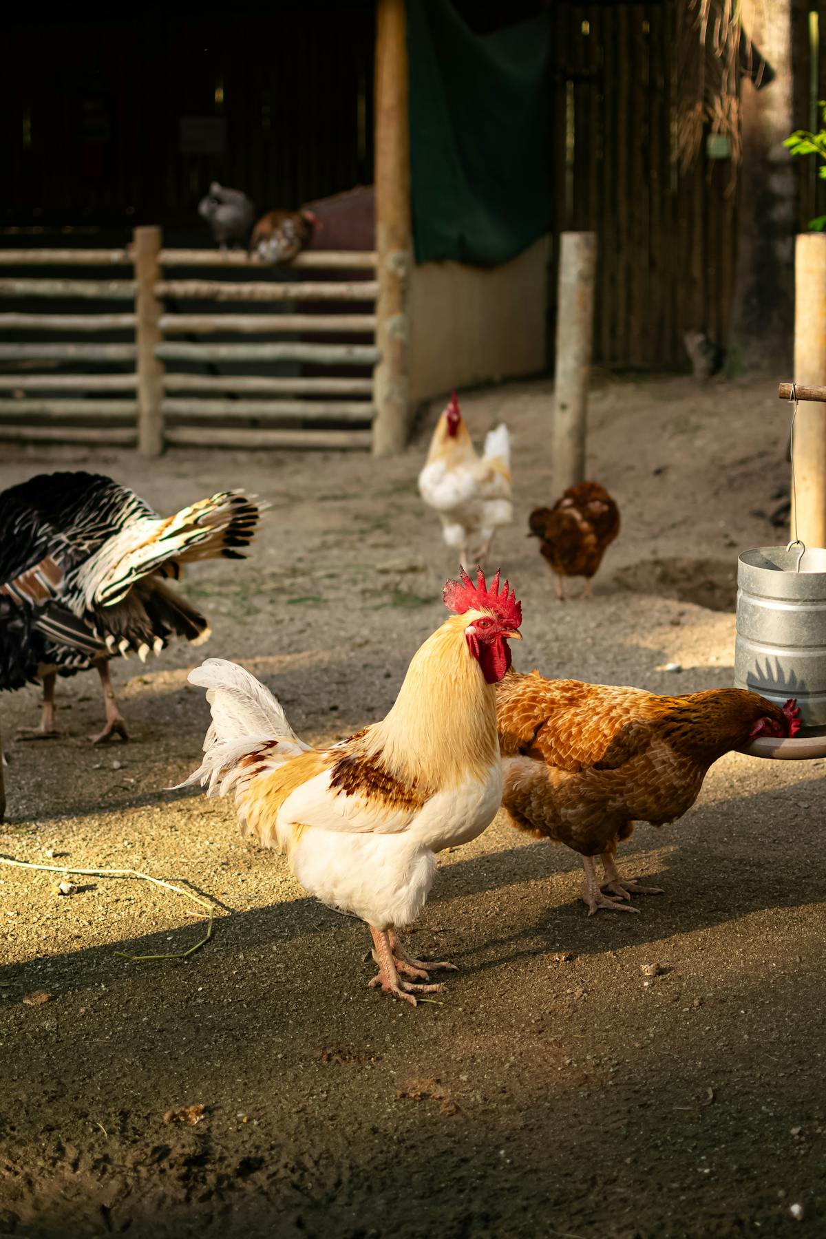 Hens Photos, Download The BEST Free Hens Stock Photos & HD Images