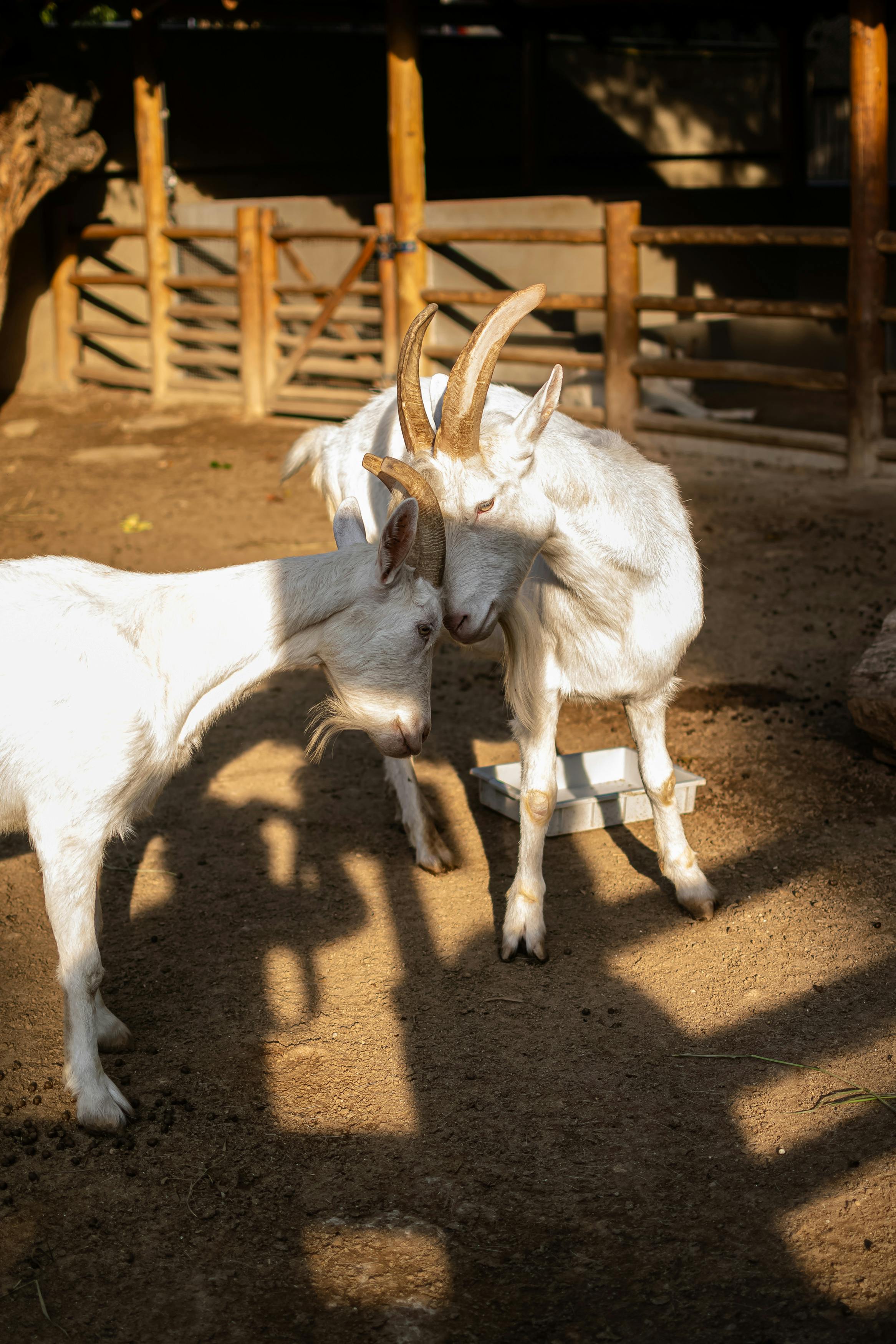Two Goats Touching Heads · Free Stock Photo