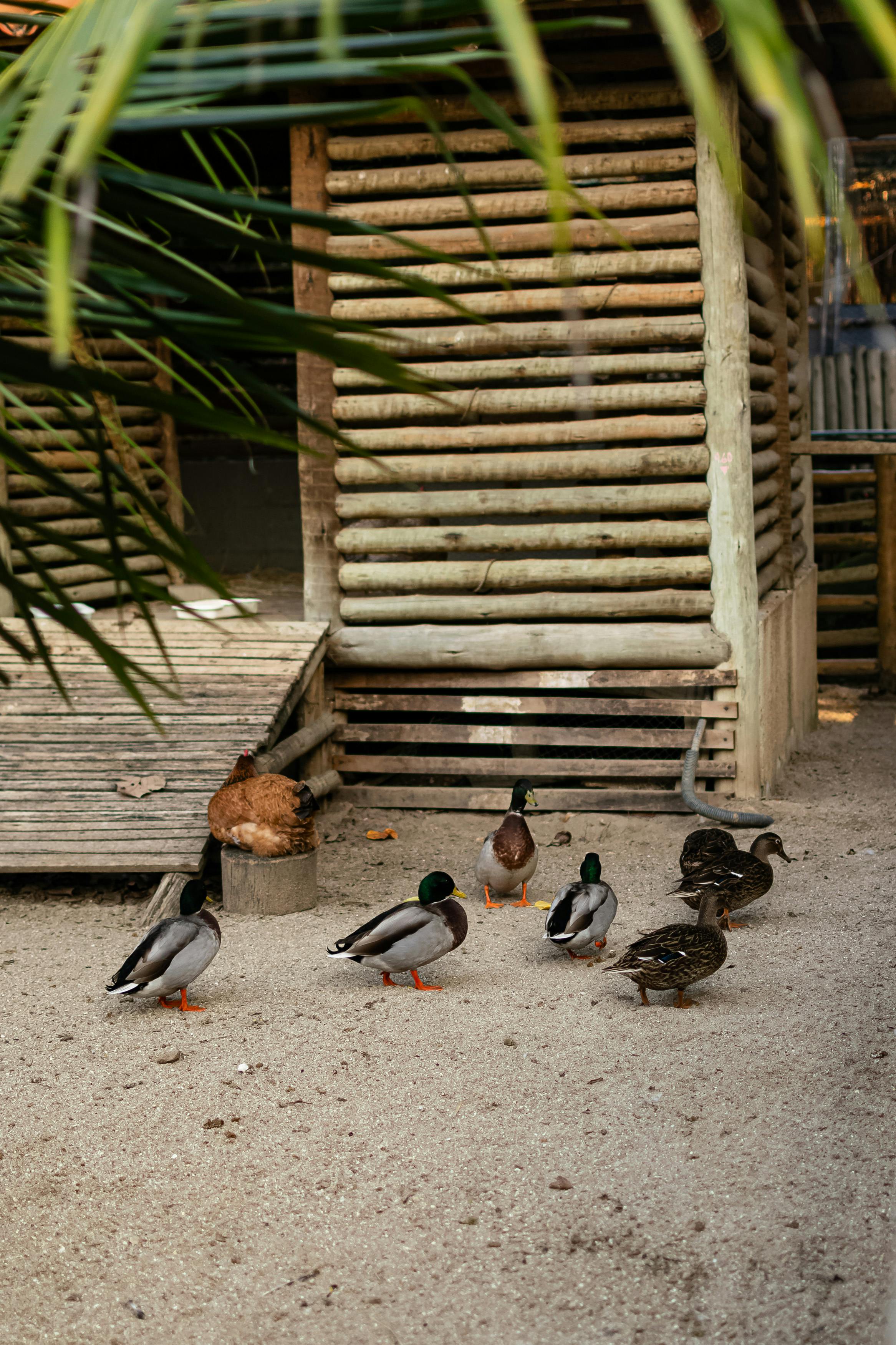 Ducks in front of a Wooden Hut · Free Stock Photo