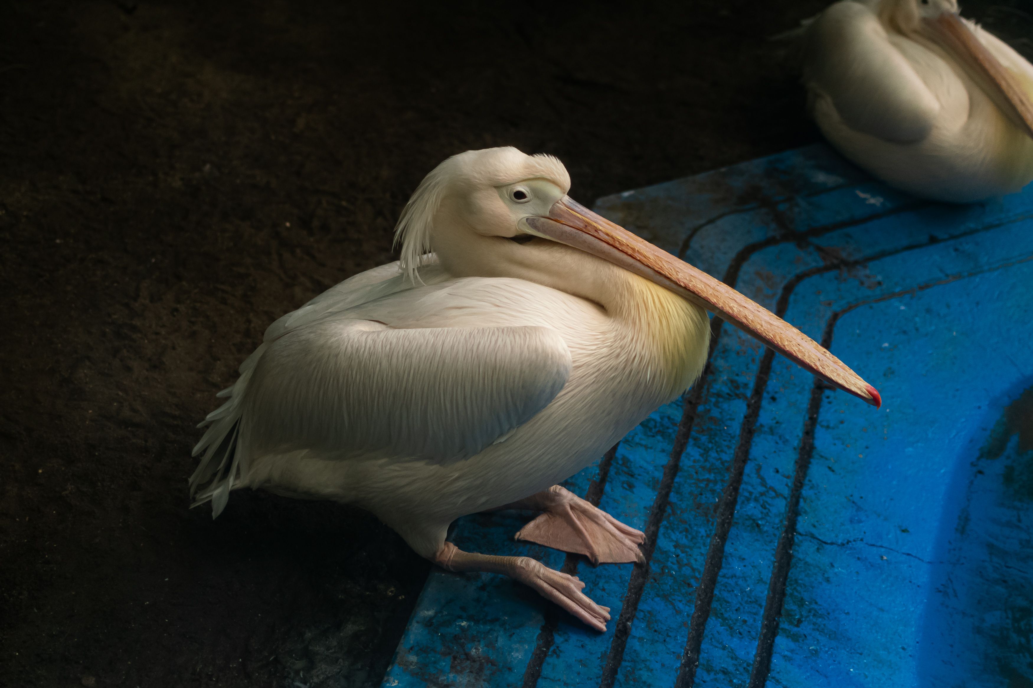 Close-up of a Pelican · Free Stock Photo