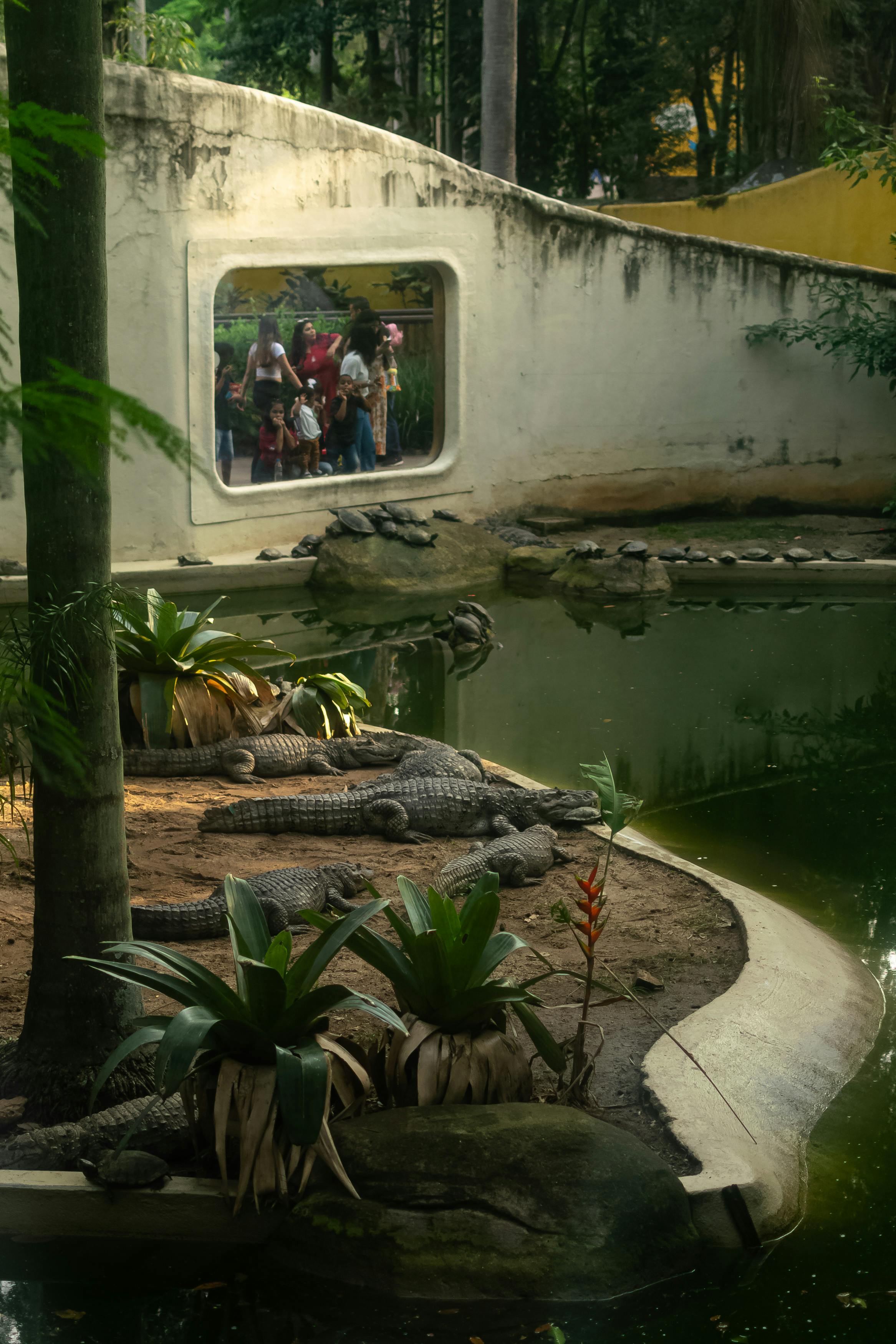 Foto de stock gratuita sobre agua, al aire libre, animal, captura ...