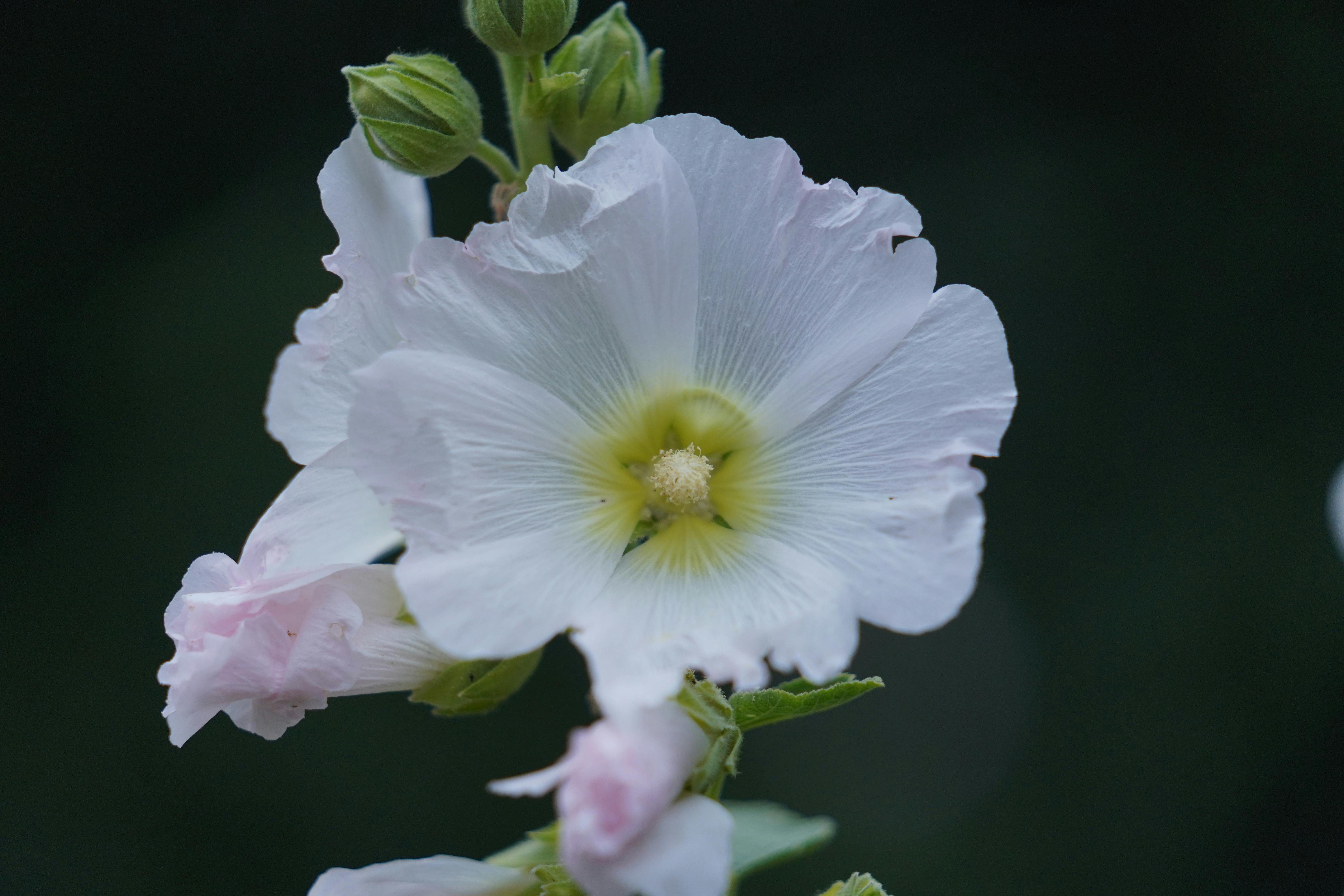 Abdullah Faruque - Photography