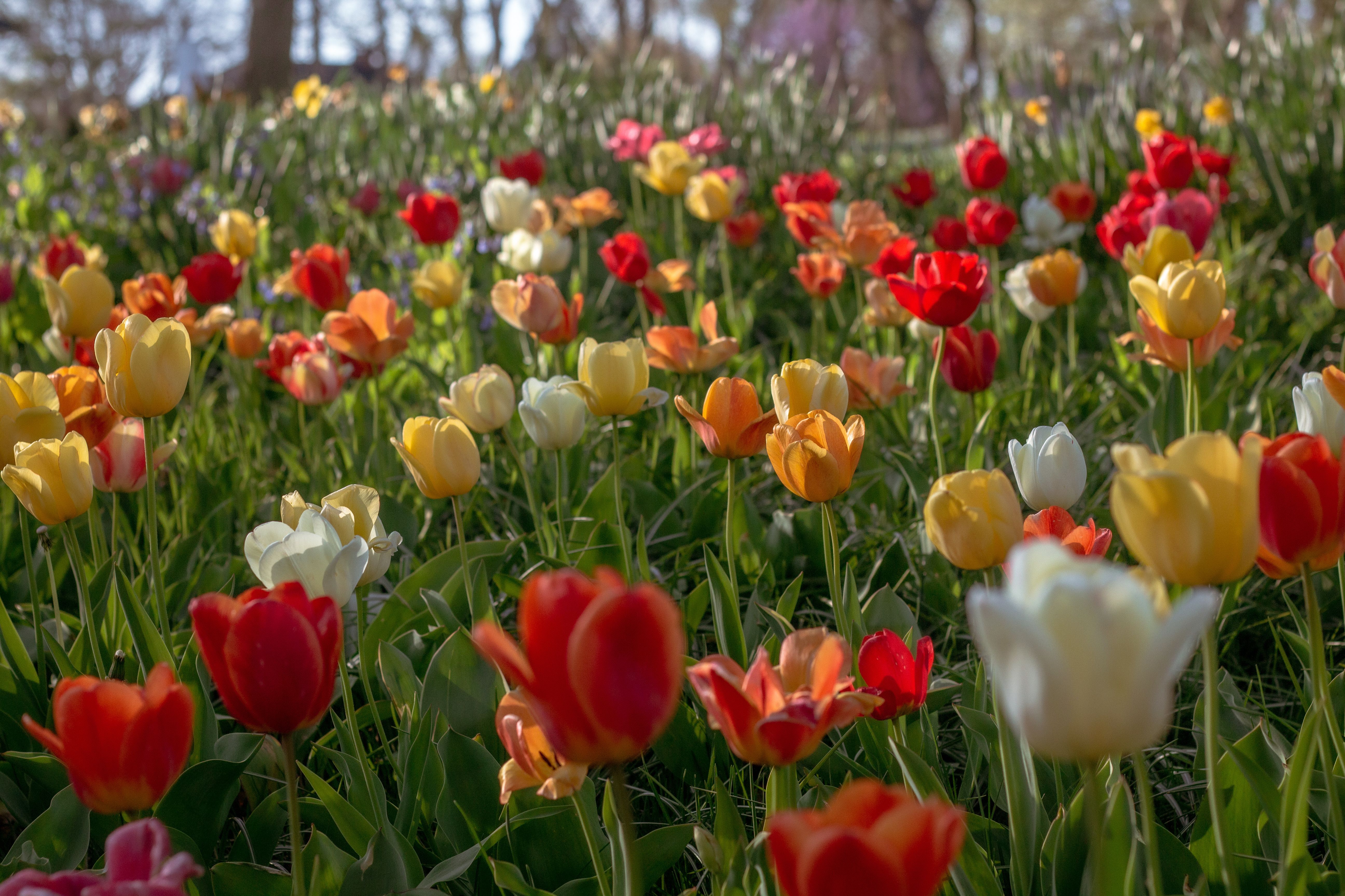 Abundance of Colorful Tulips · Free Stock Photo