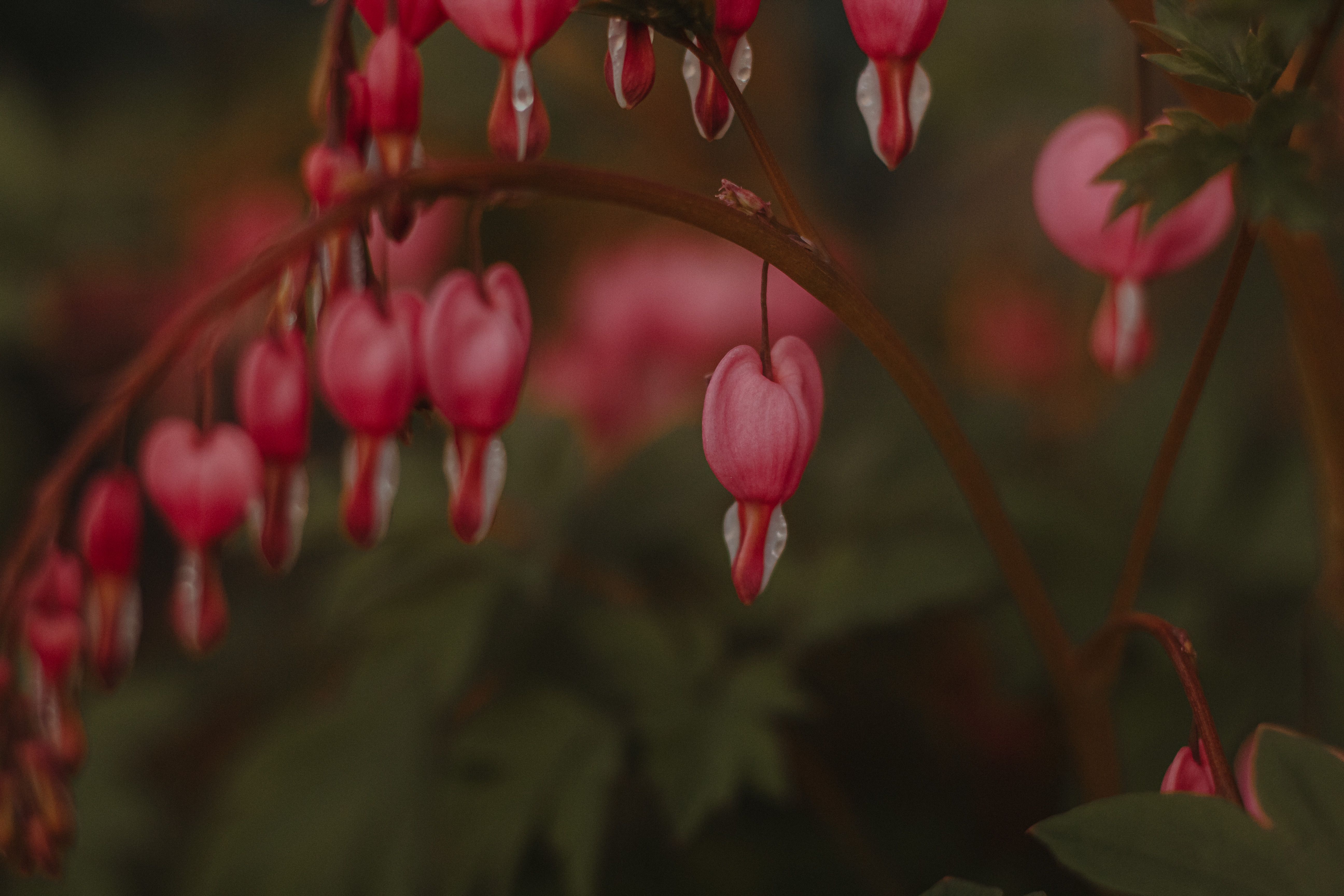 Bleeding heart flowers in bloom · Free Stock Photo