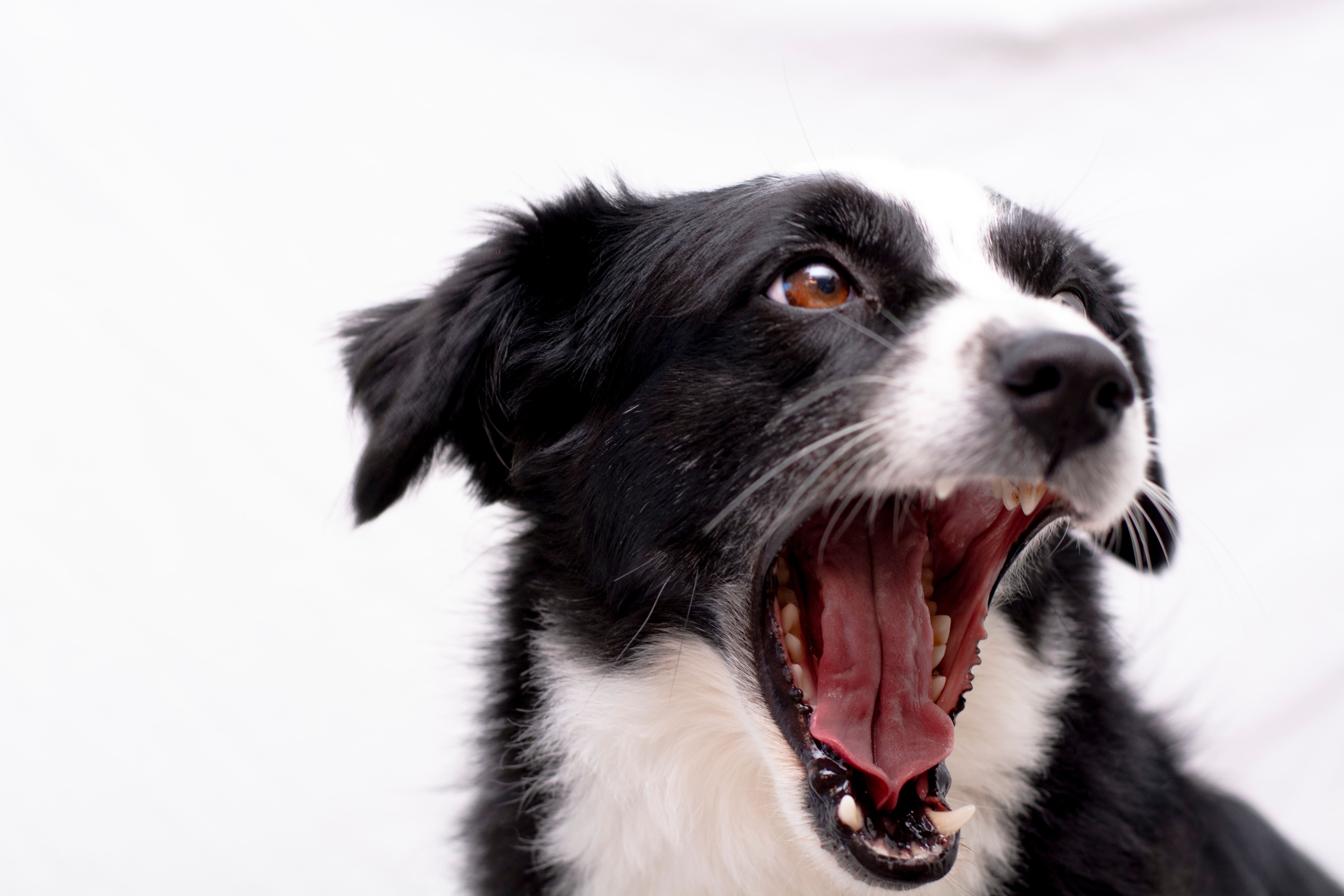 Head of Border Collie · Free Stock Photo
