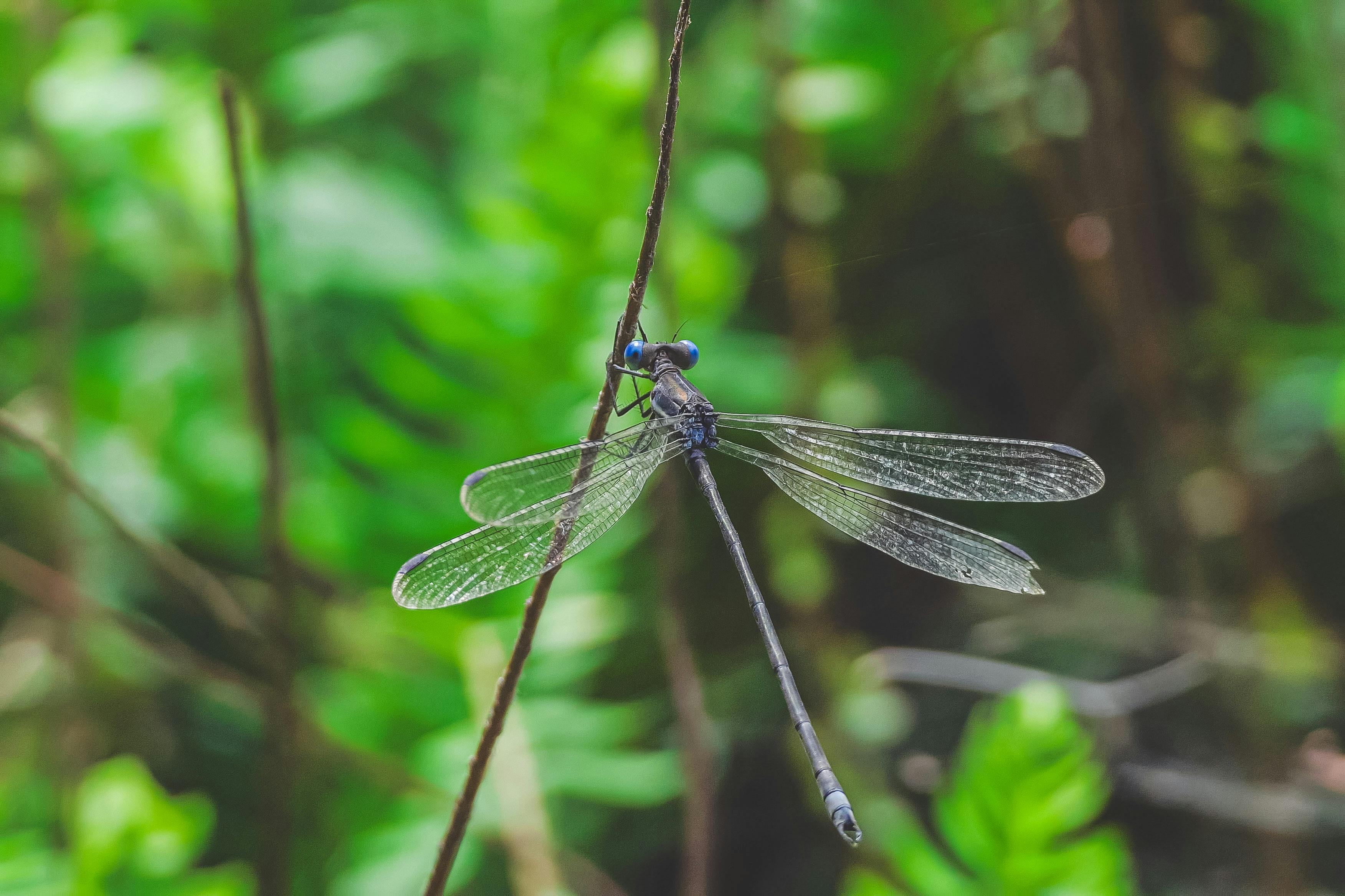 Libelula color negro y azul descansando · Free Stock Photo