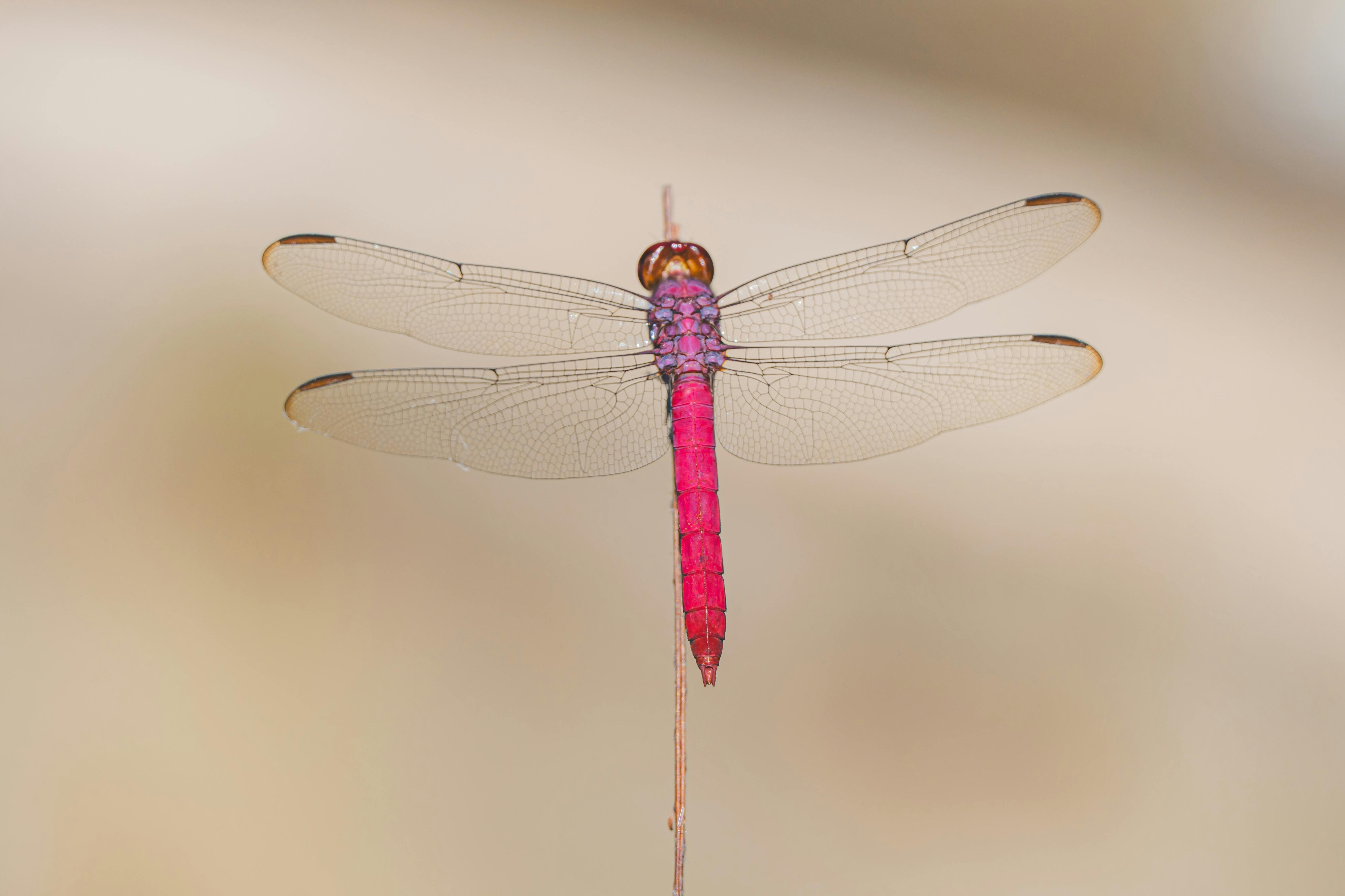 Libelula color rojo descansando · Free Stock Photo