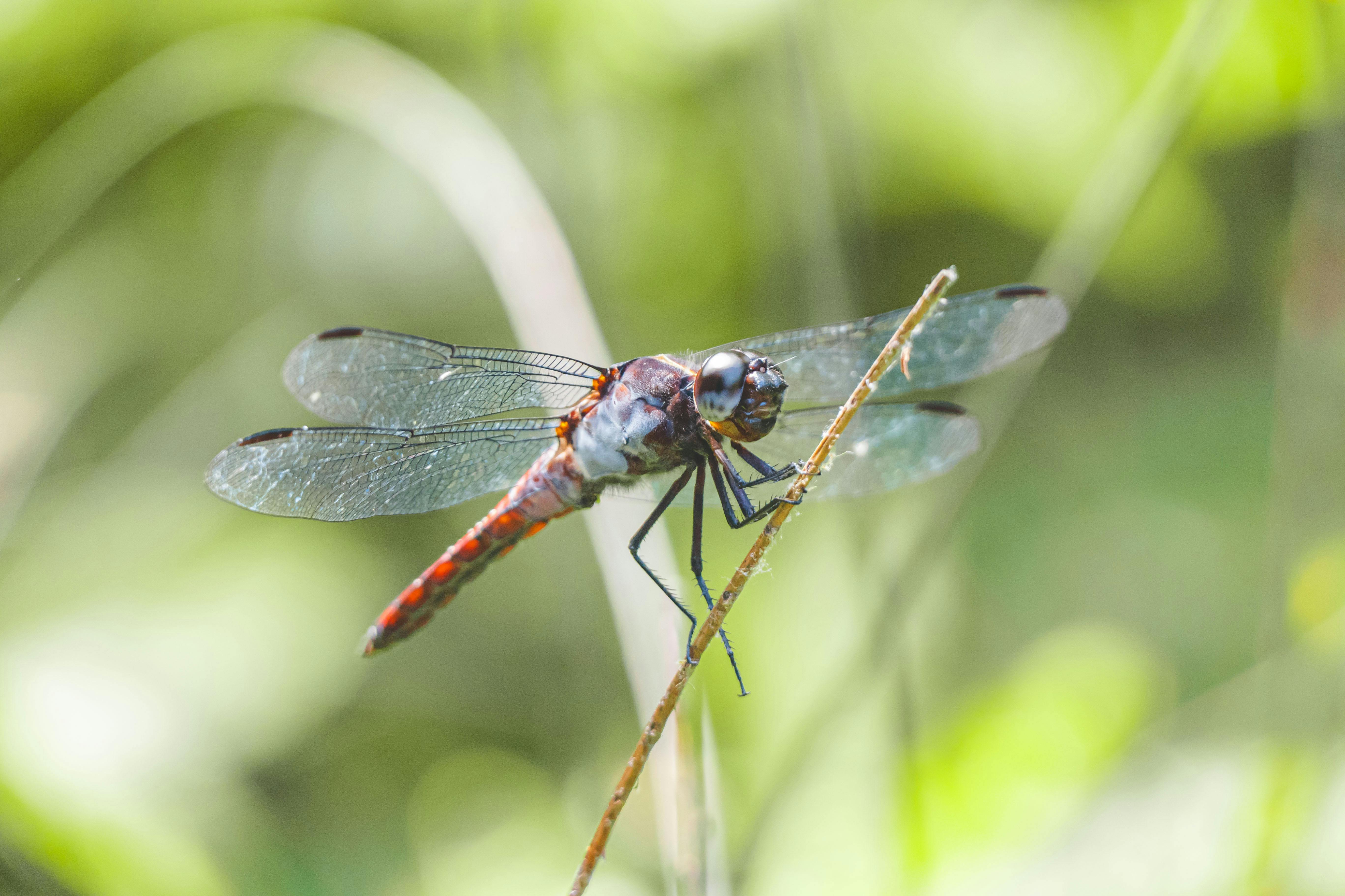 Libelula color negro y rojo descansando · Free Stock Photo