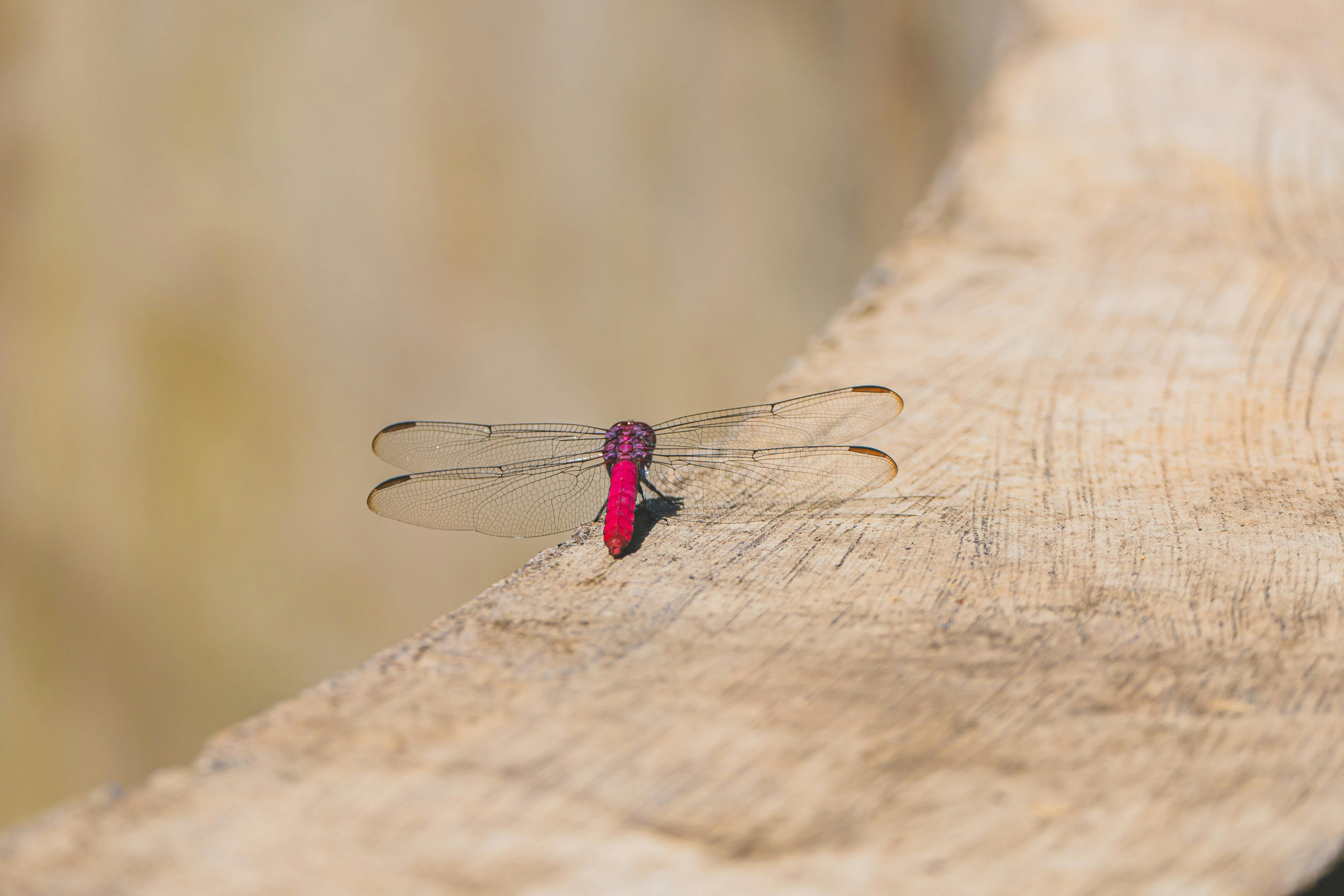Libelula color rojo descansando · Free Stock Photo