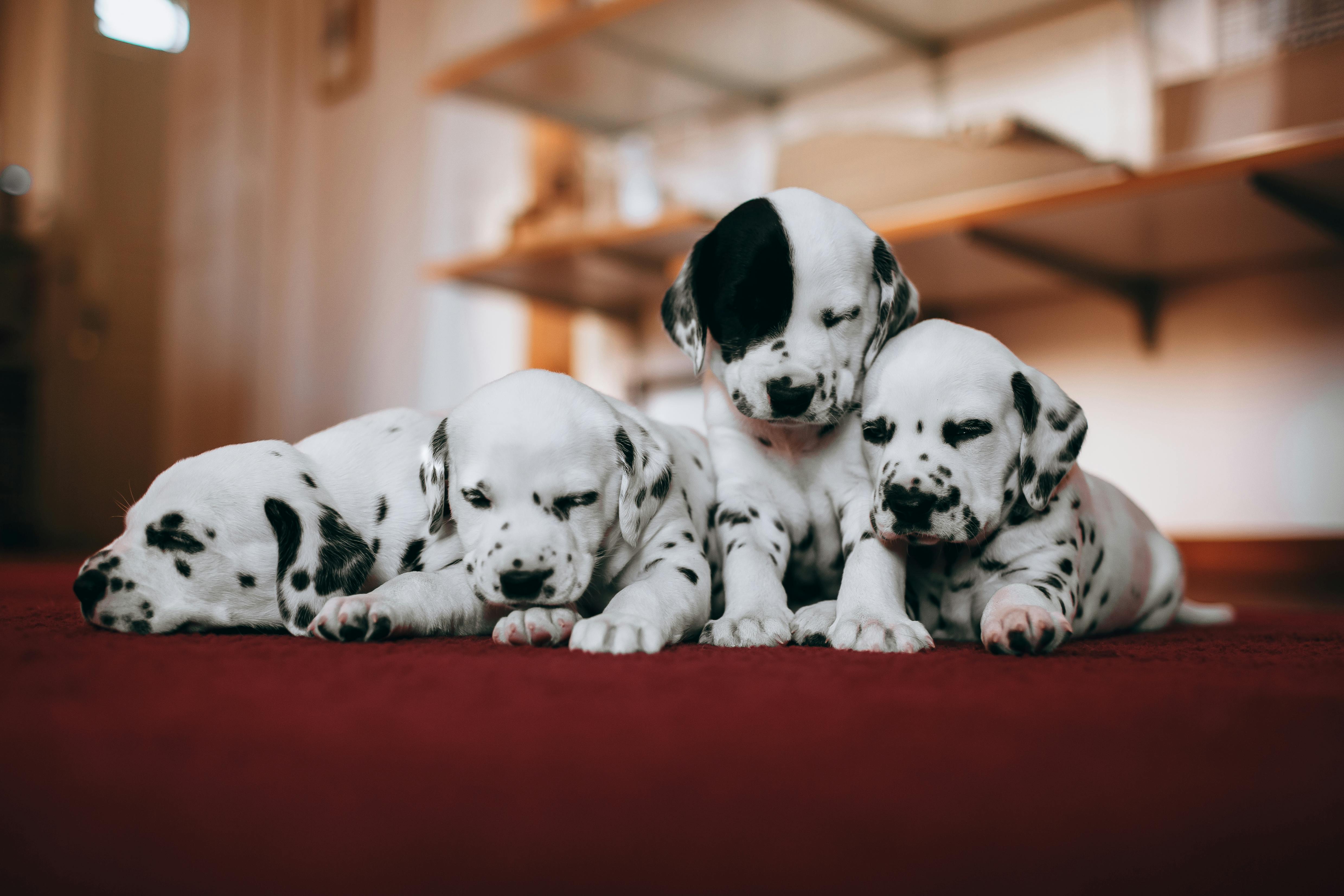 Litter Pick Dog Photos, Download The BEST Free Litter Pick Dog Stock ...