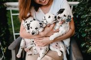 Popular Unique Dog Names That Start With P Pawsome Picks Popular Unique Dog Names That Start With P Pawsome Picks