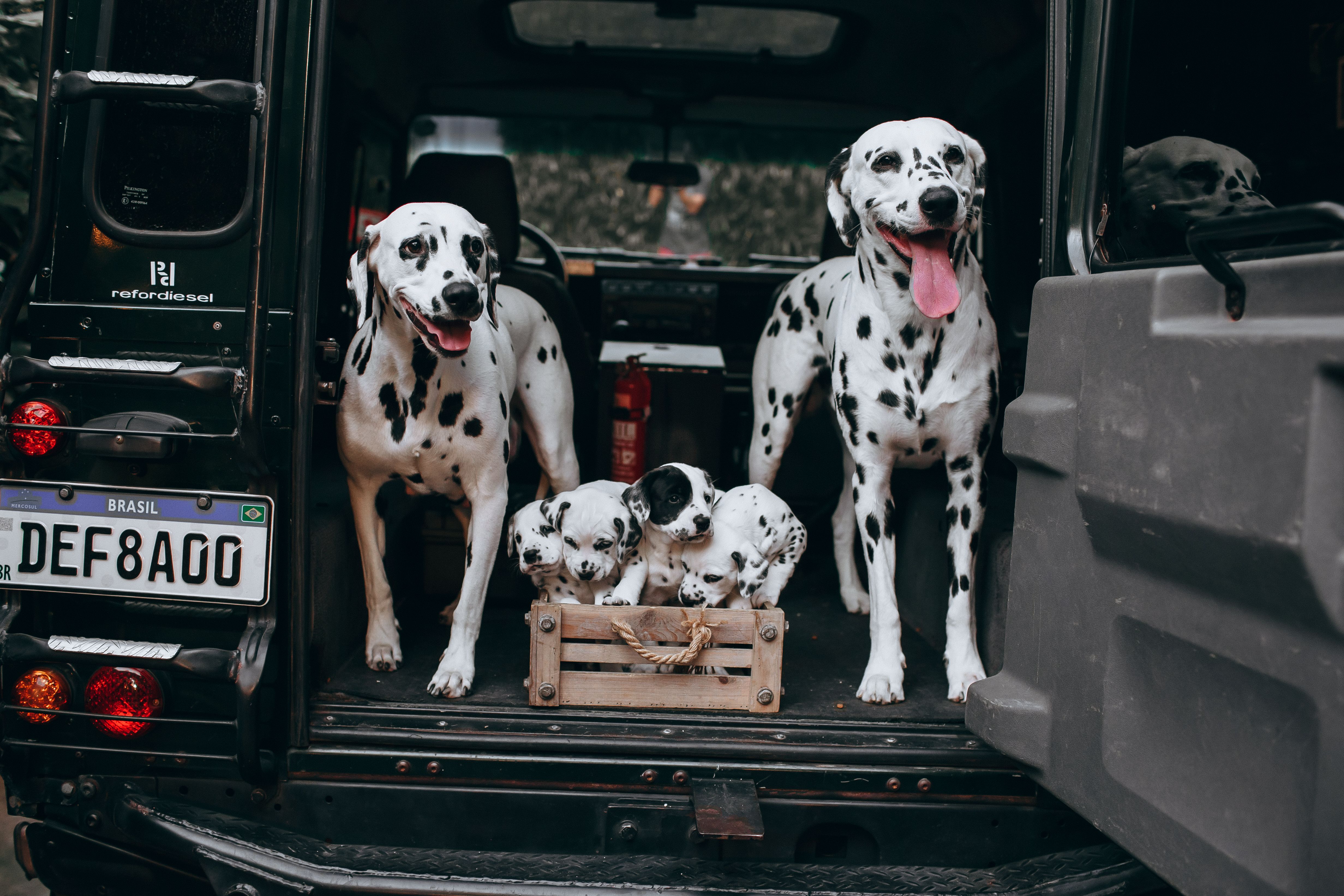 Dalmatian Family in Back of Truck with Puppies · Free Stock Photo