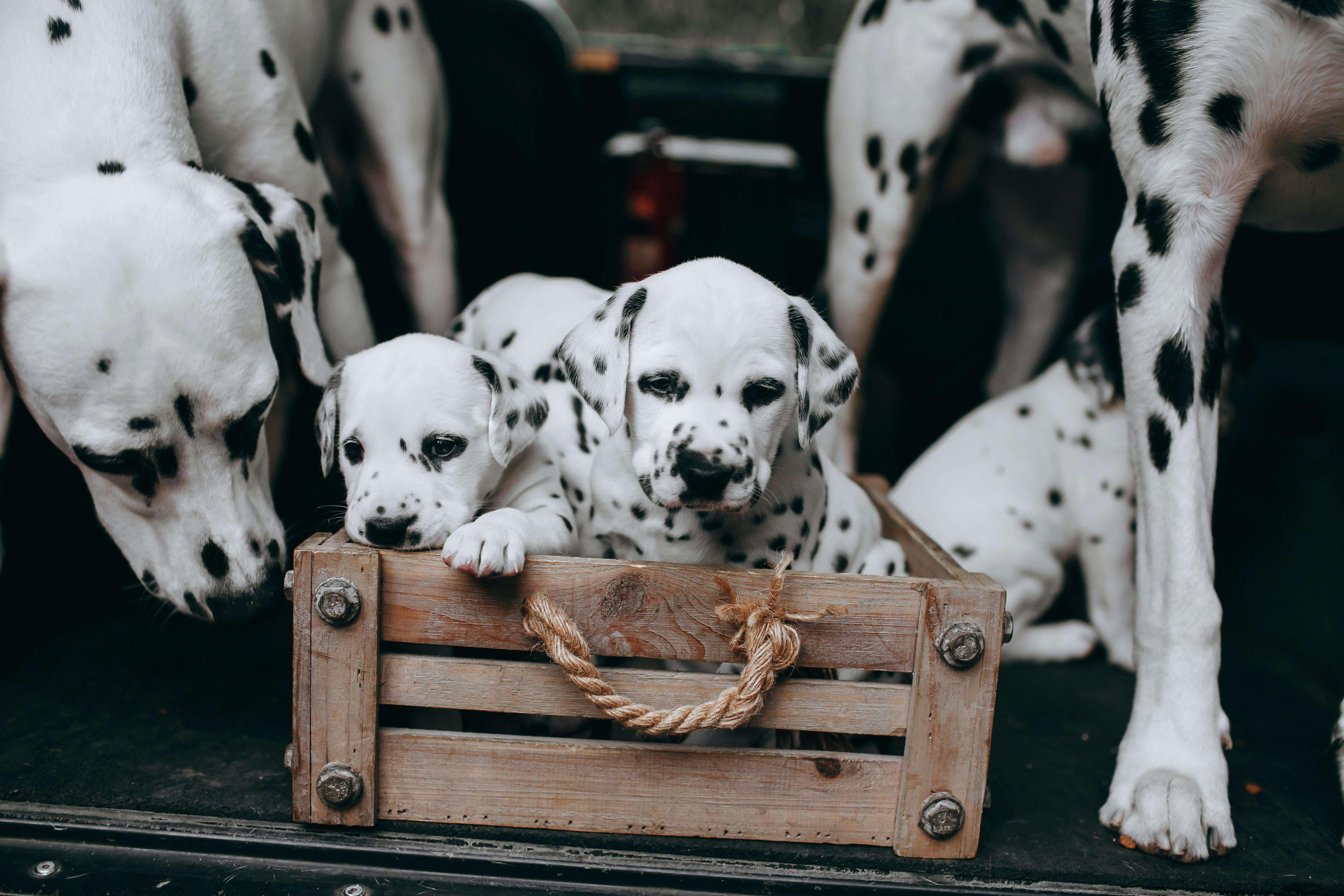 Cute Pets Photos, Download The BEST Free Cute Pets Stock Photos & HD Images