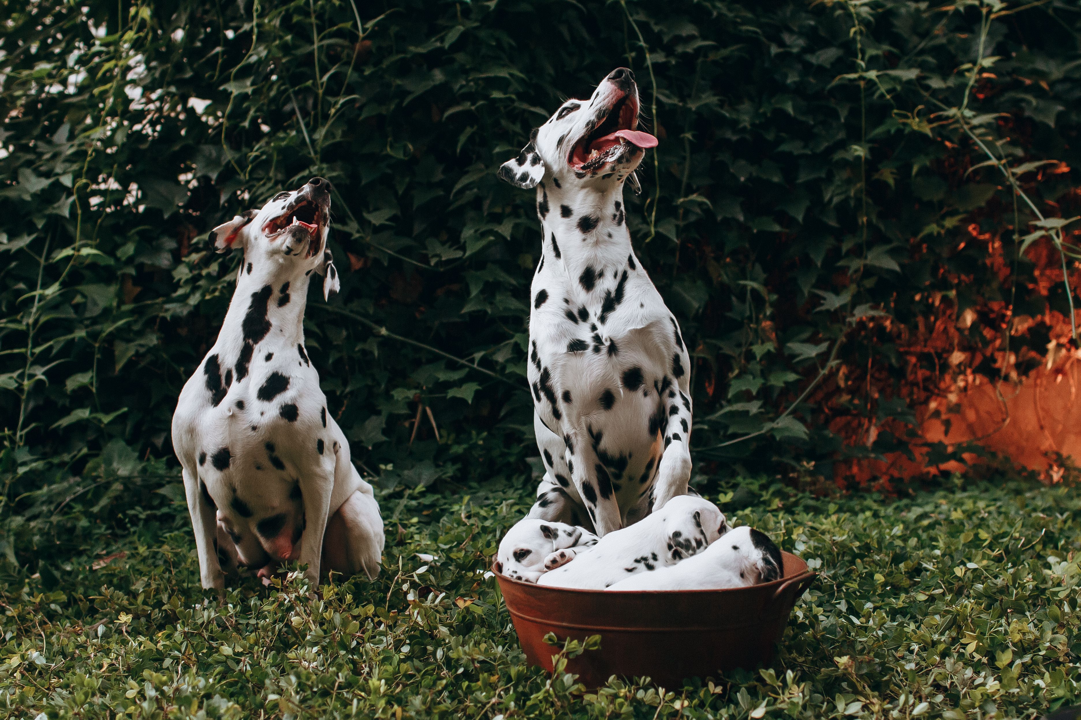 Playful Dalmatians Enjoying Outdoor Garden Fun · Free Stock Photo