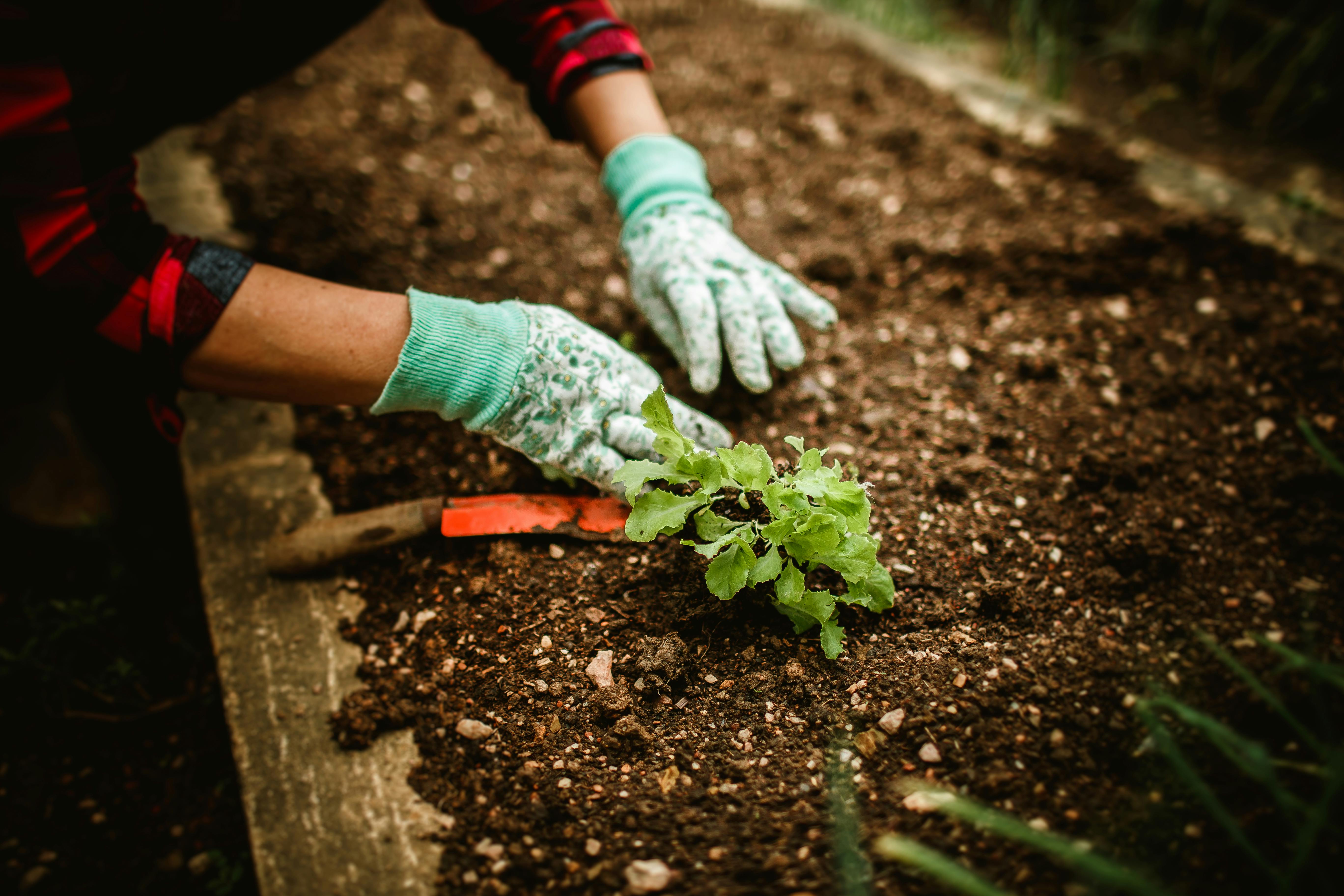 Hands of Working Gardener in Gloves · Free Stock Photo