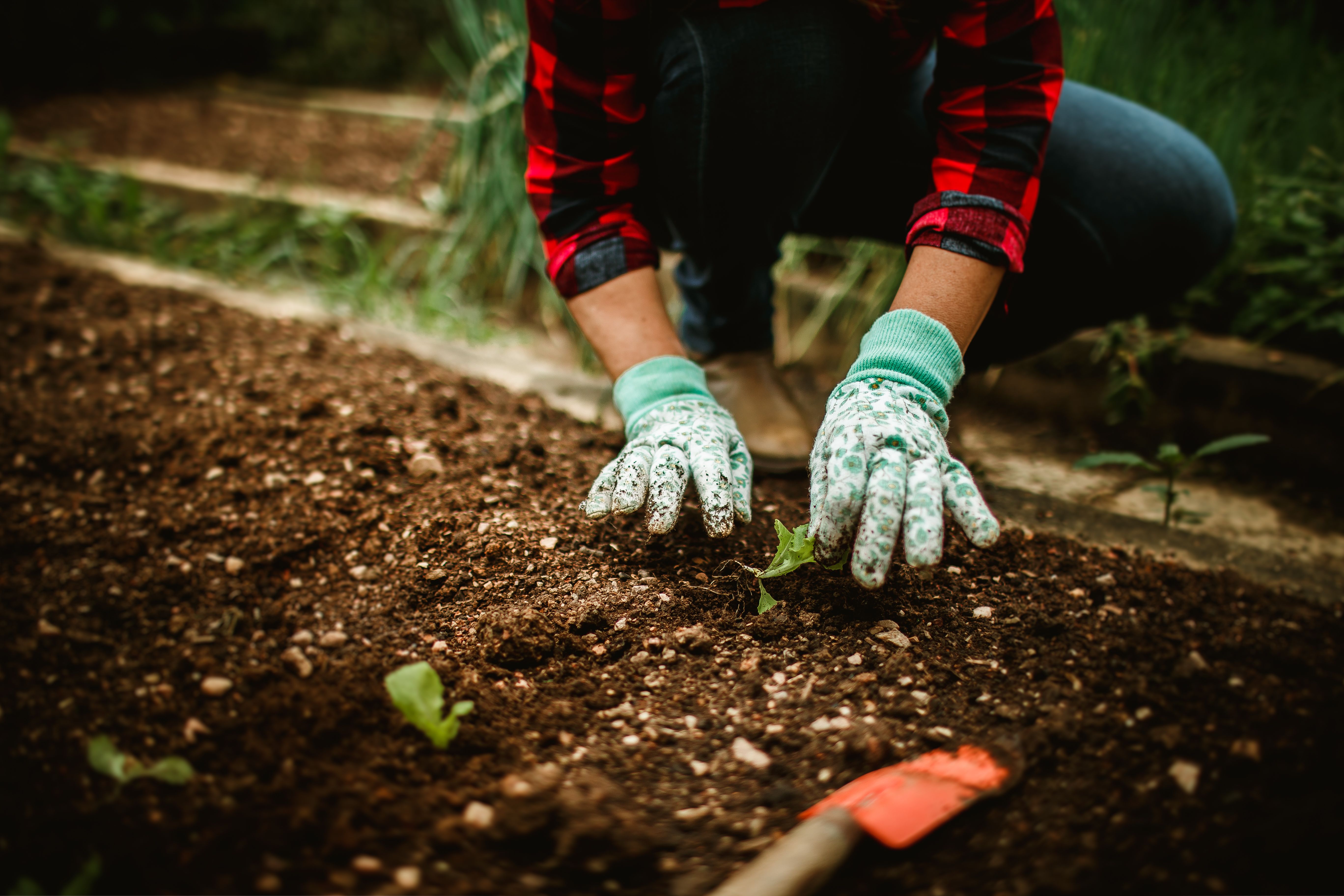 Hands of Gardener in Gloves Working in Garden · Free Stock Photo