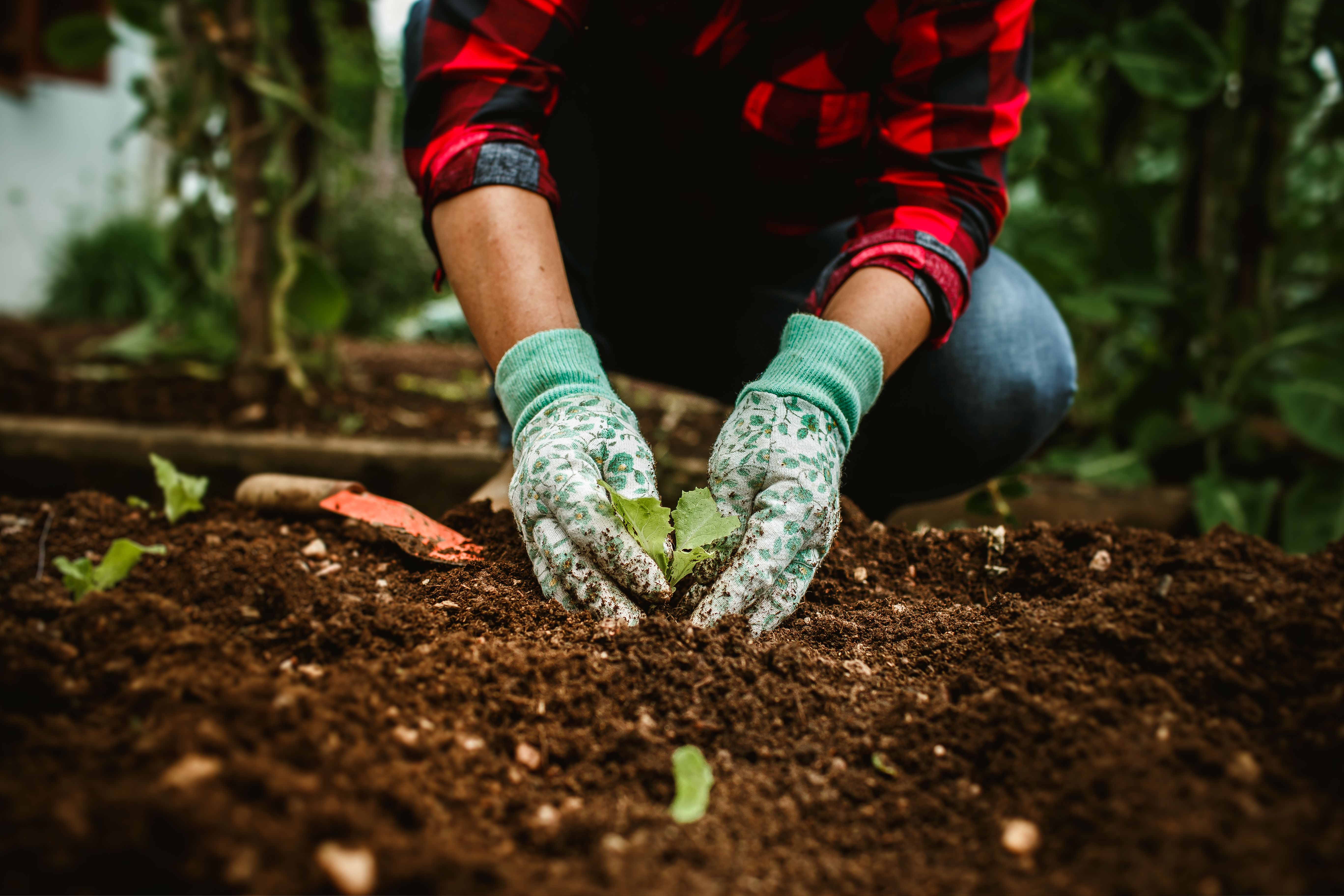 Person with Gloves Planting Plant in Soil · Free Stock Photo
