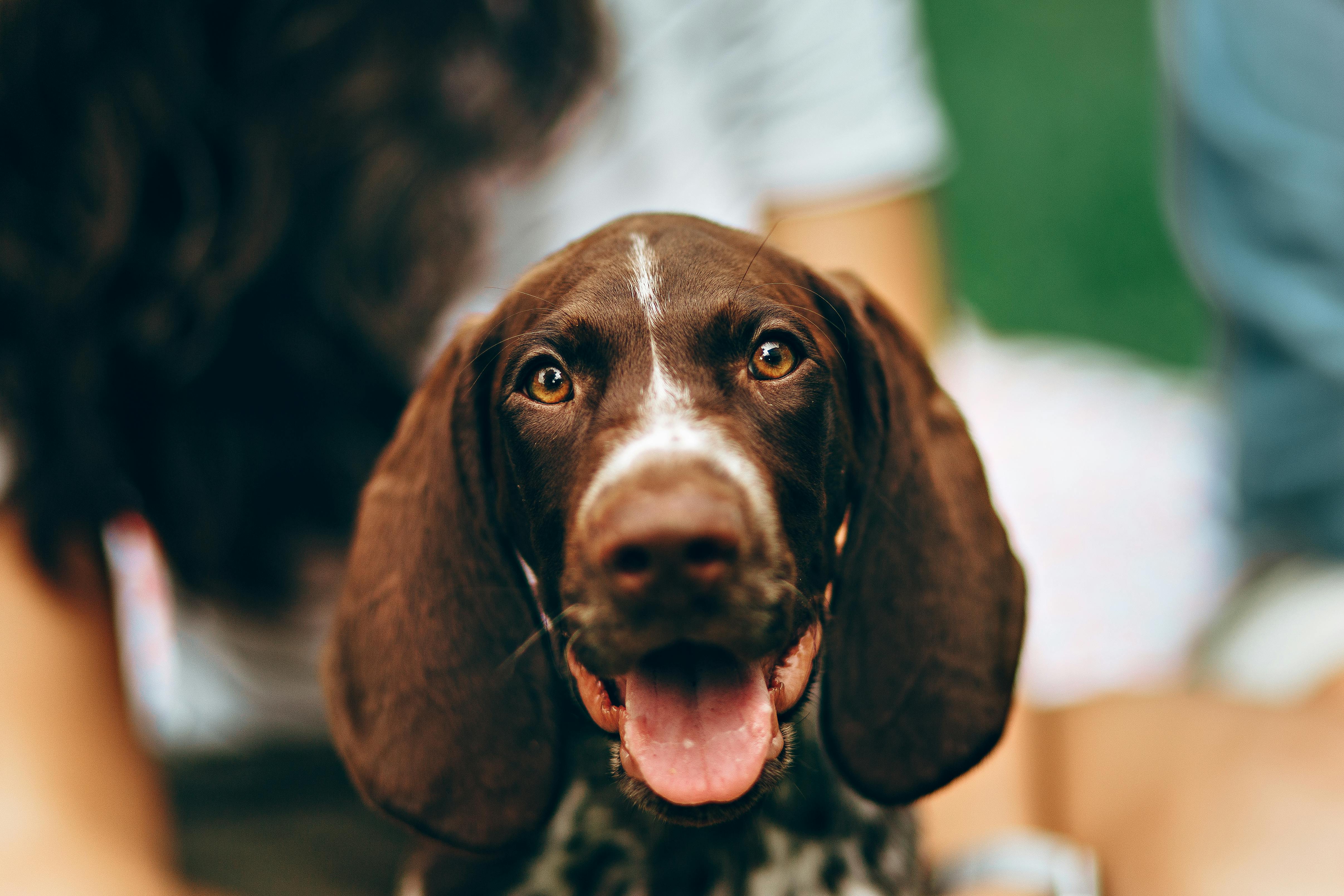 Close-up of a Brown Pointer Dog · Free Stock Photo