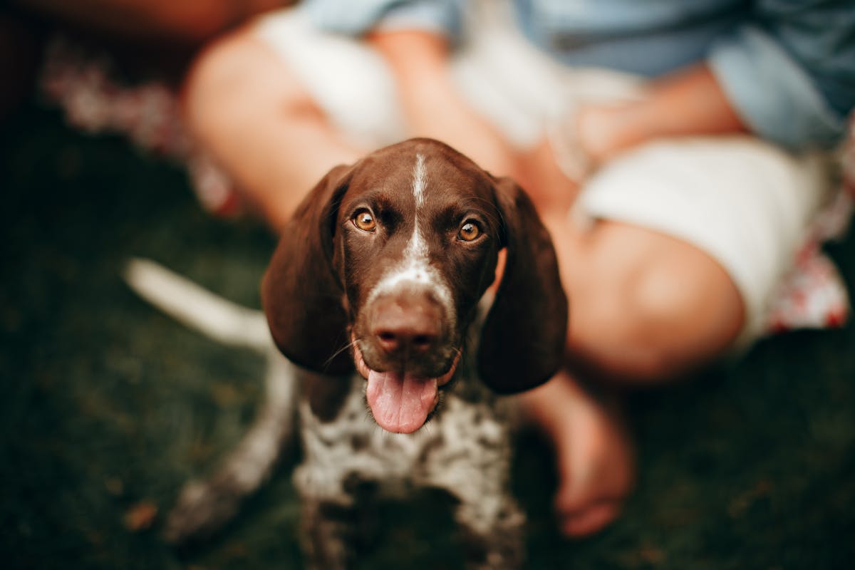 Brown And White French Pointer Dog Photos, Download The BEST Free Brown ...