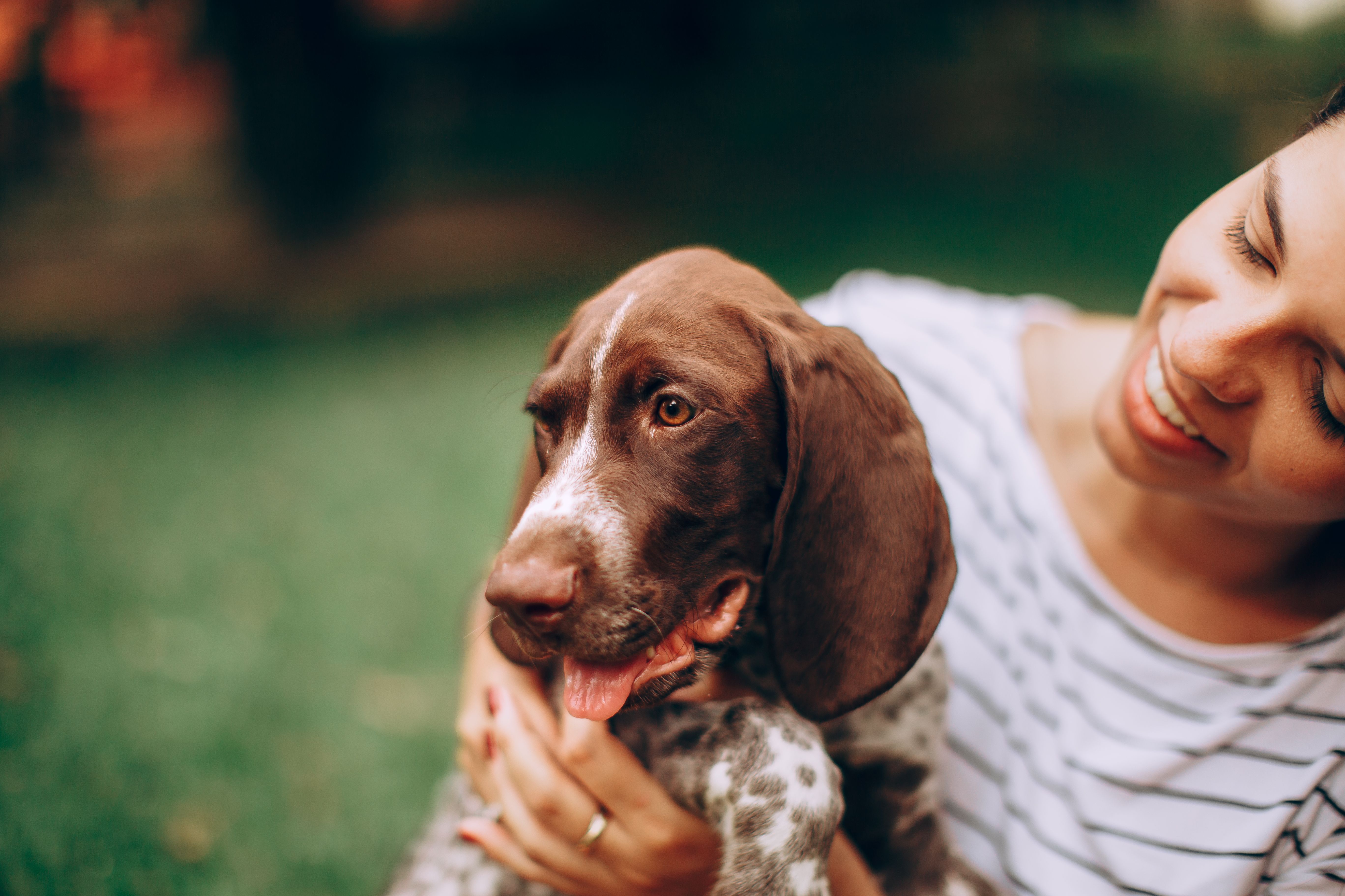 Portrait of a German Shorthaired Pointer with a Female Owner · Free ...