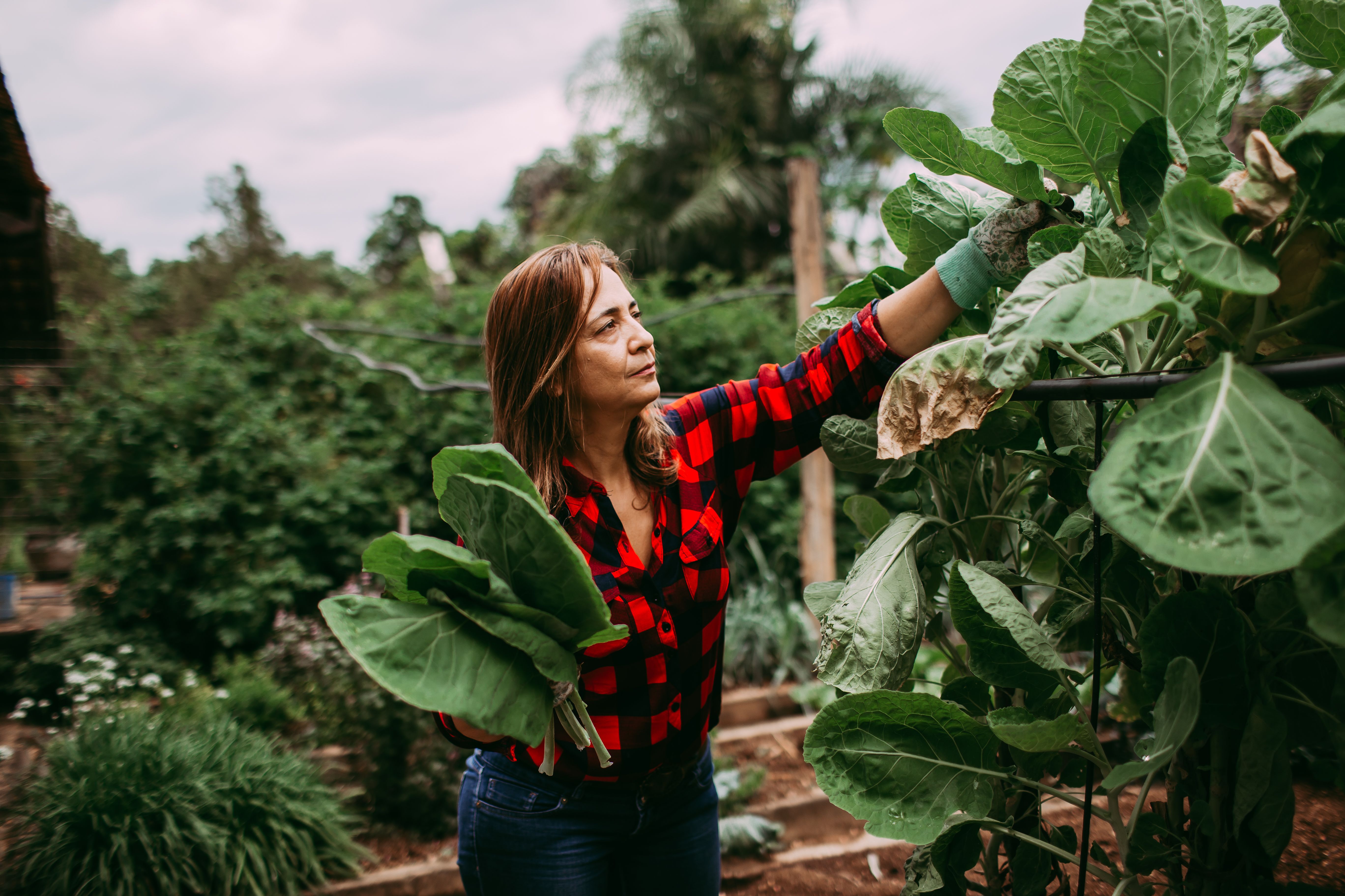Woman Harvesting Large Green Leaves from Garden · Free Stock Photo