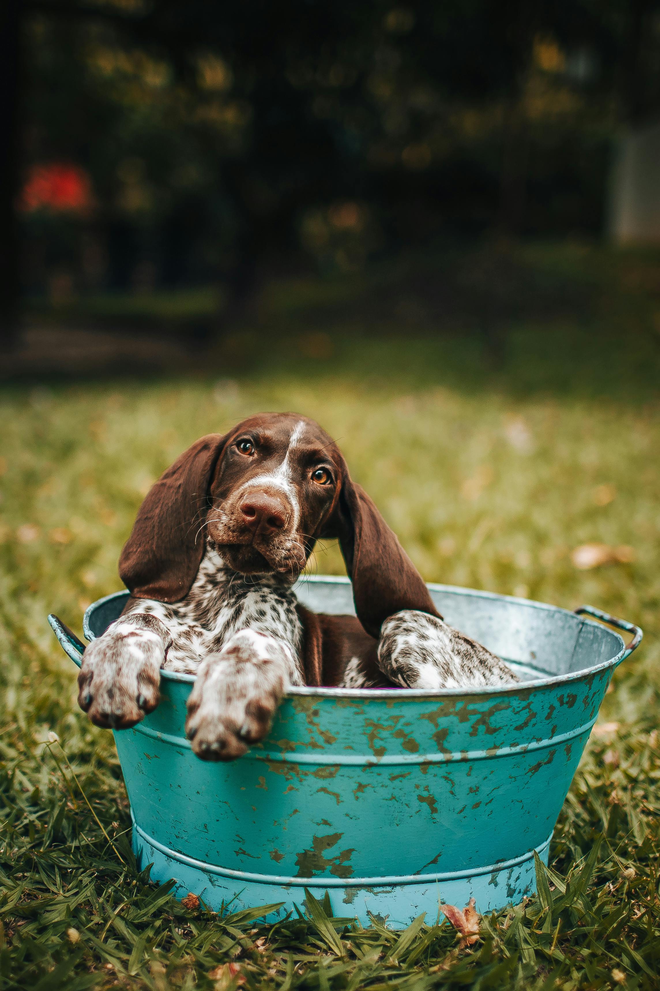 German Shorthaired Pointer Baby Photos, Download The BEST Free German ...