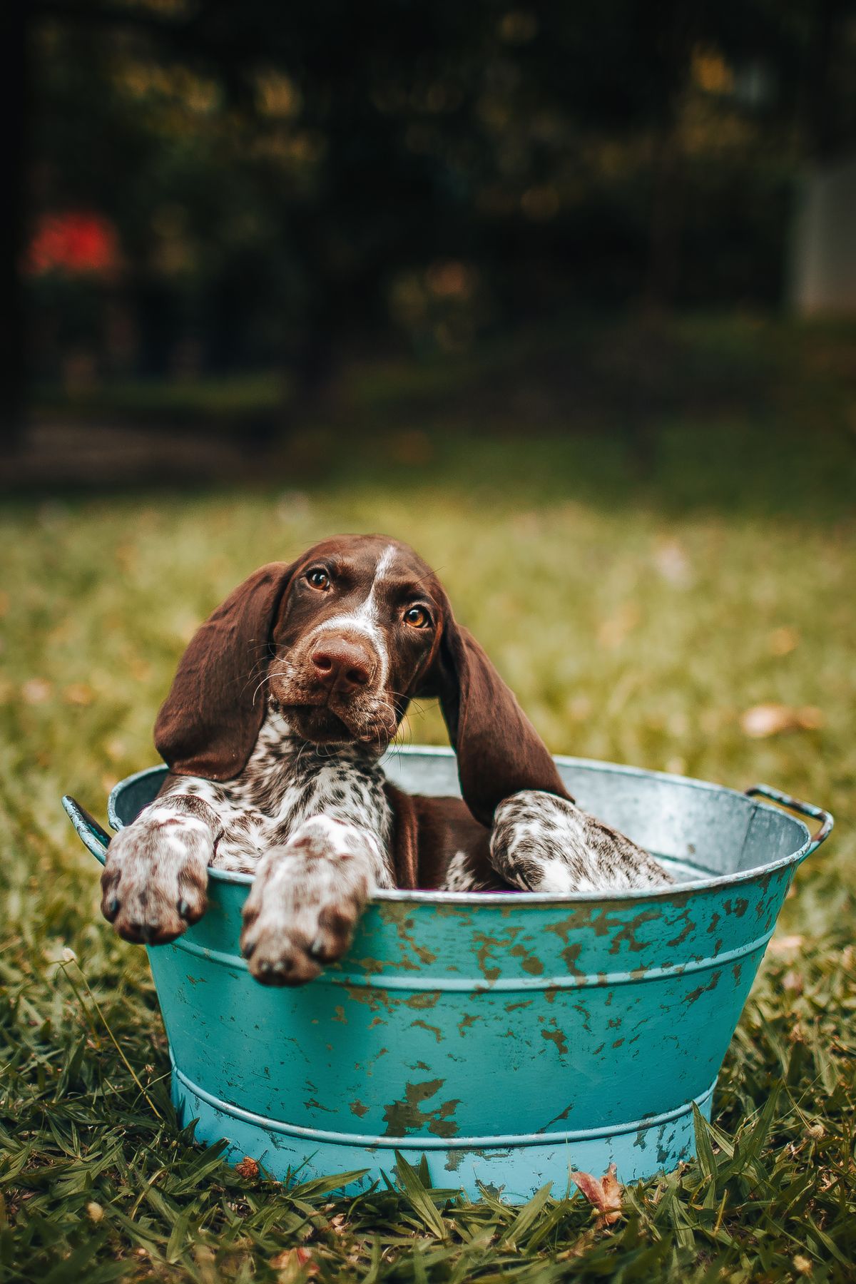 Dog With Bucket Photos, Download The BEST Free Dog With Bucket Stock ...