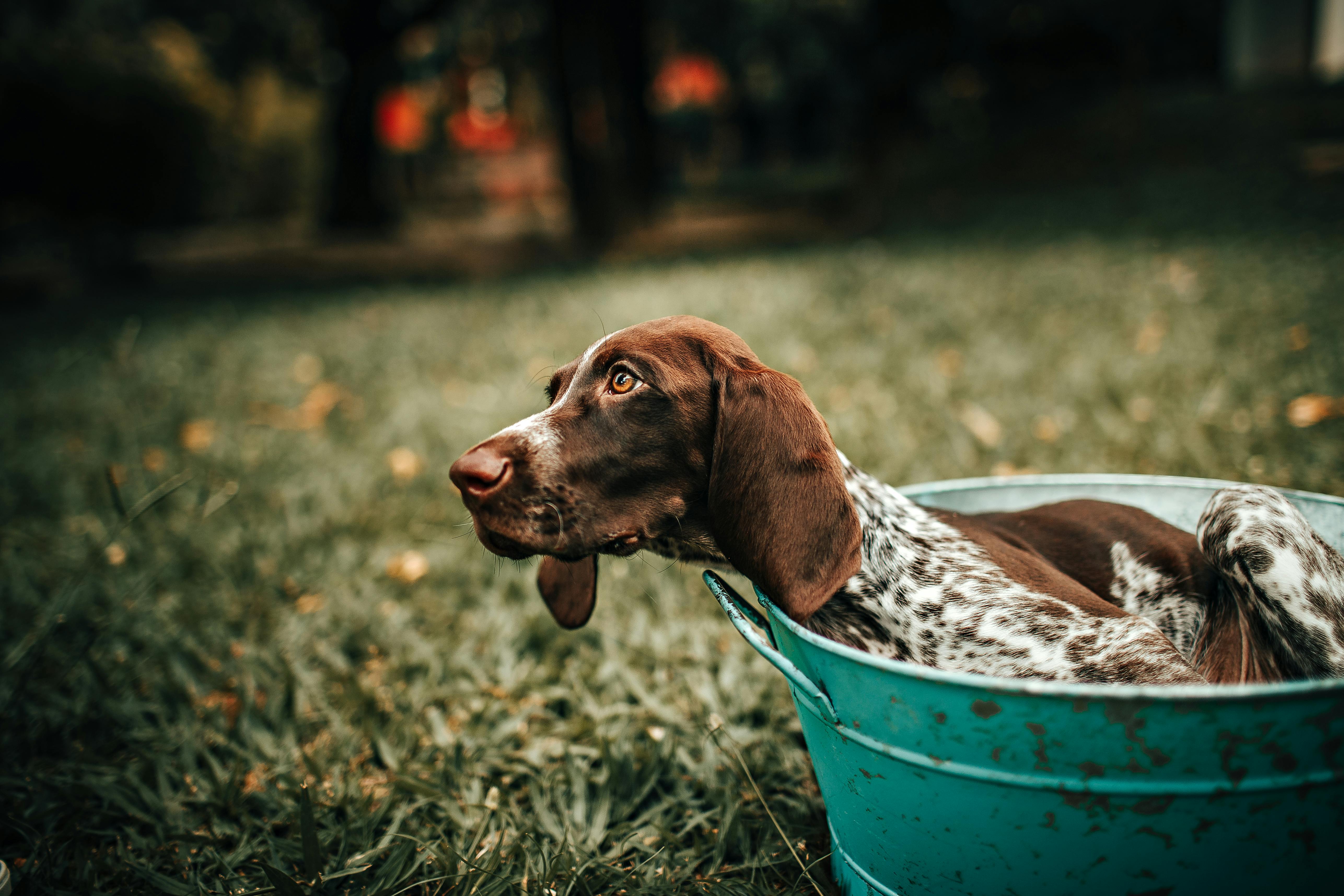 Funny German Shorthaired Pointer · Free Stock Photo