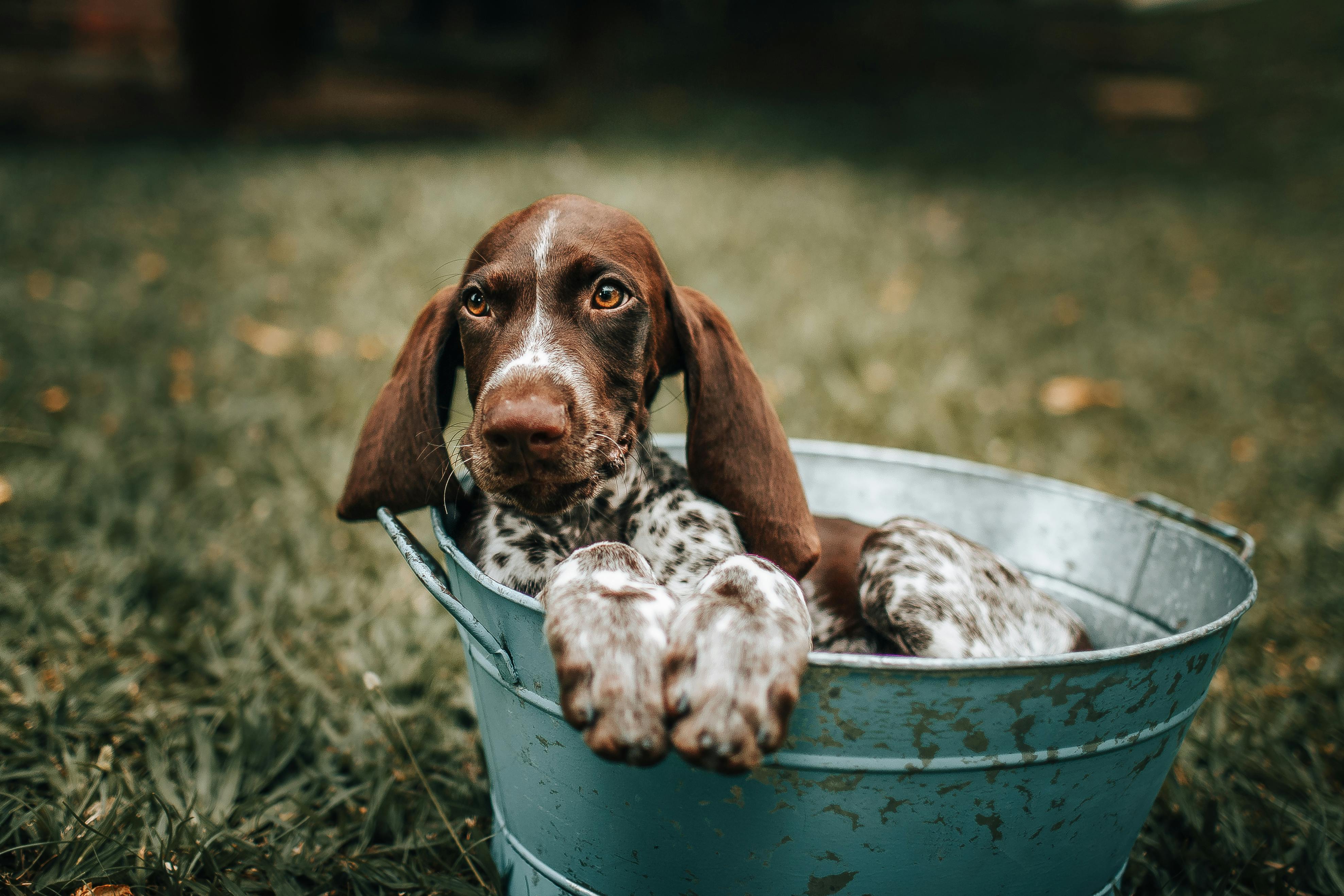 Dog In Bucket Photos, Download The BEST Free Dog In Bucket Stock Photos ...