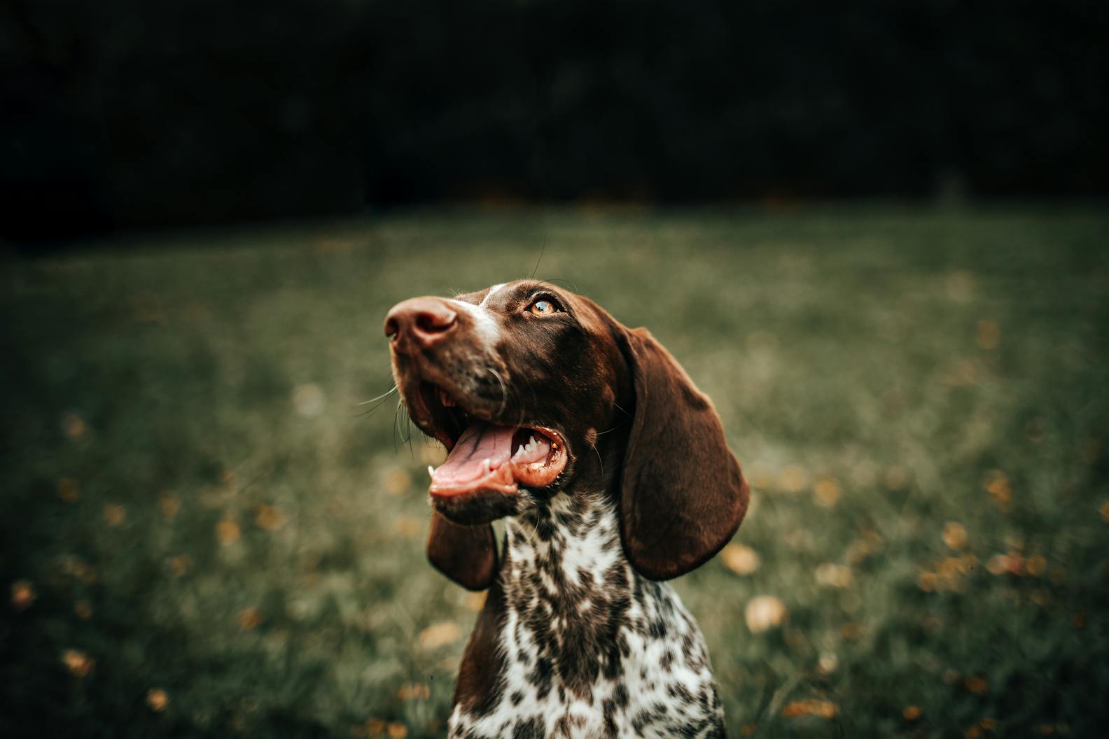 German Shorthaired Pointer Poodle Mix: A Complete Guide