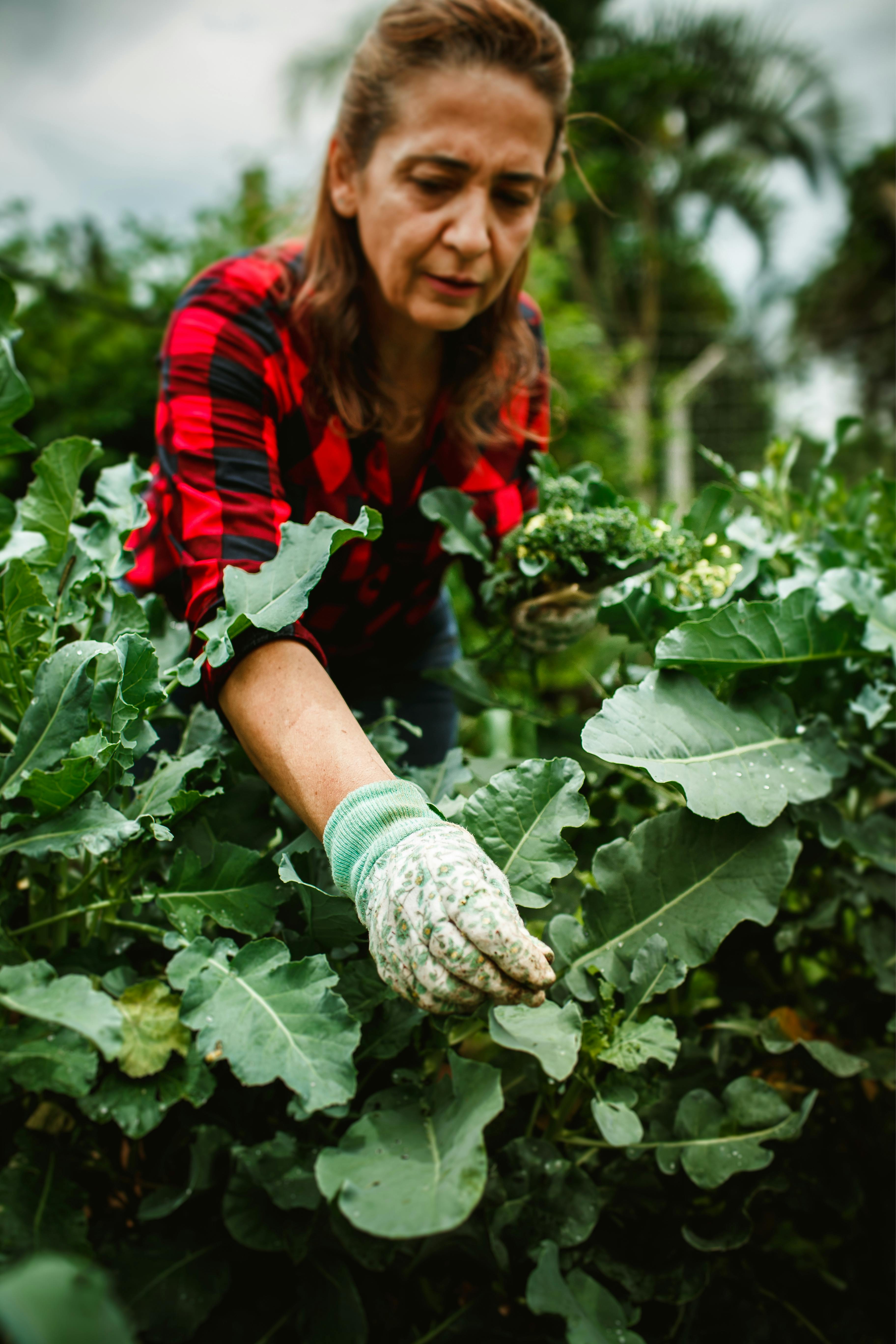 Woman Working as Gardener · Free Stock Photo