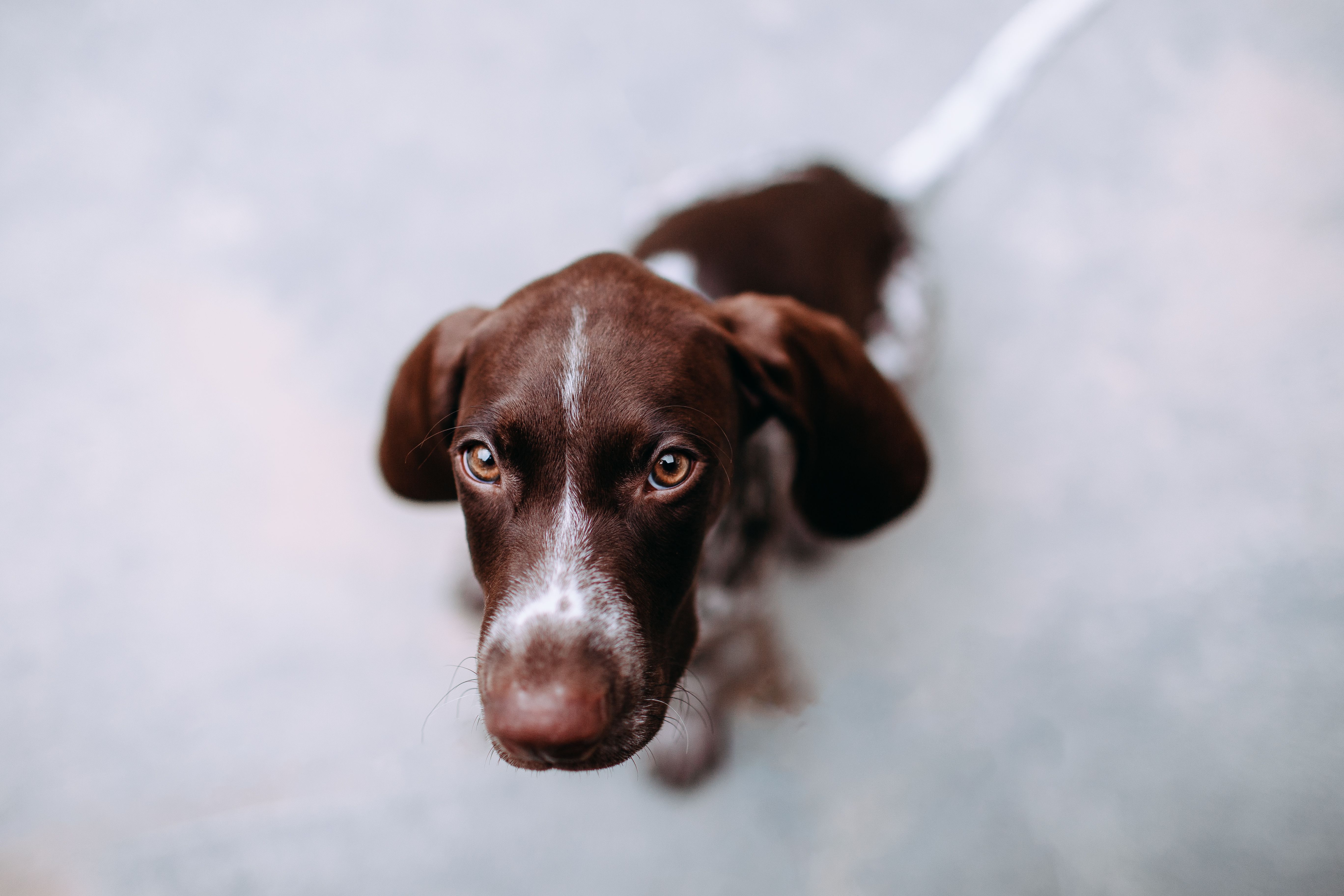 Dog One Ear Up Photos, Download The BEST Free Dog One Ear Up Stock ...