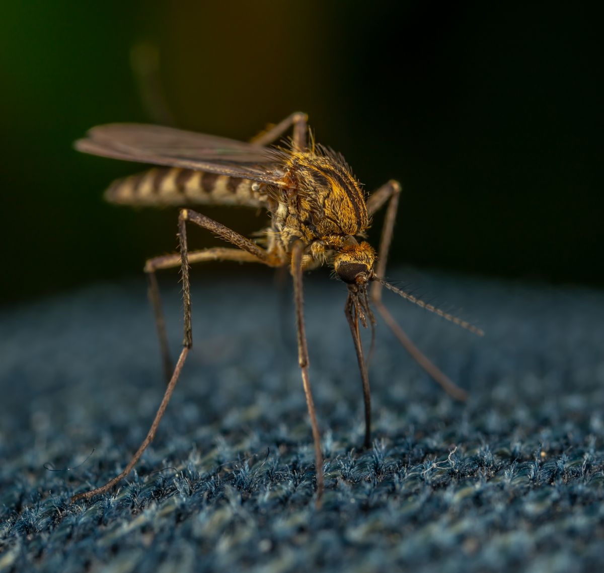 Mosquito Bite Photos, Download The BEST Free Mosquito Bite Stock Photos ...