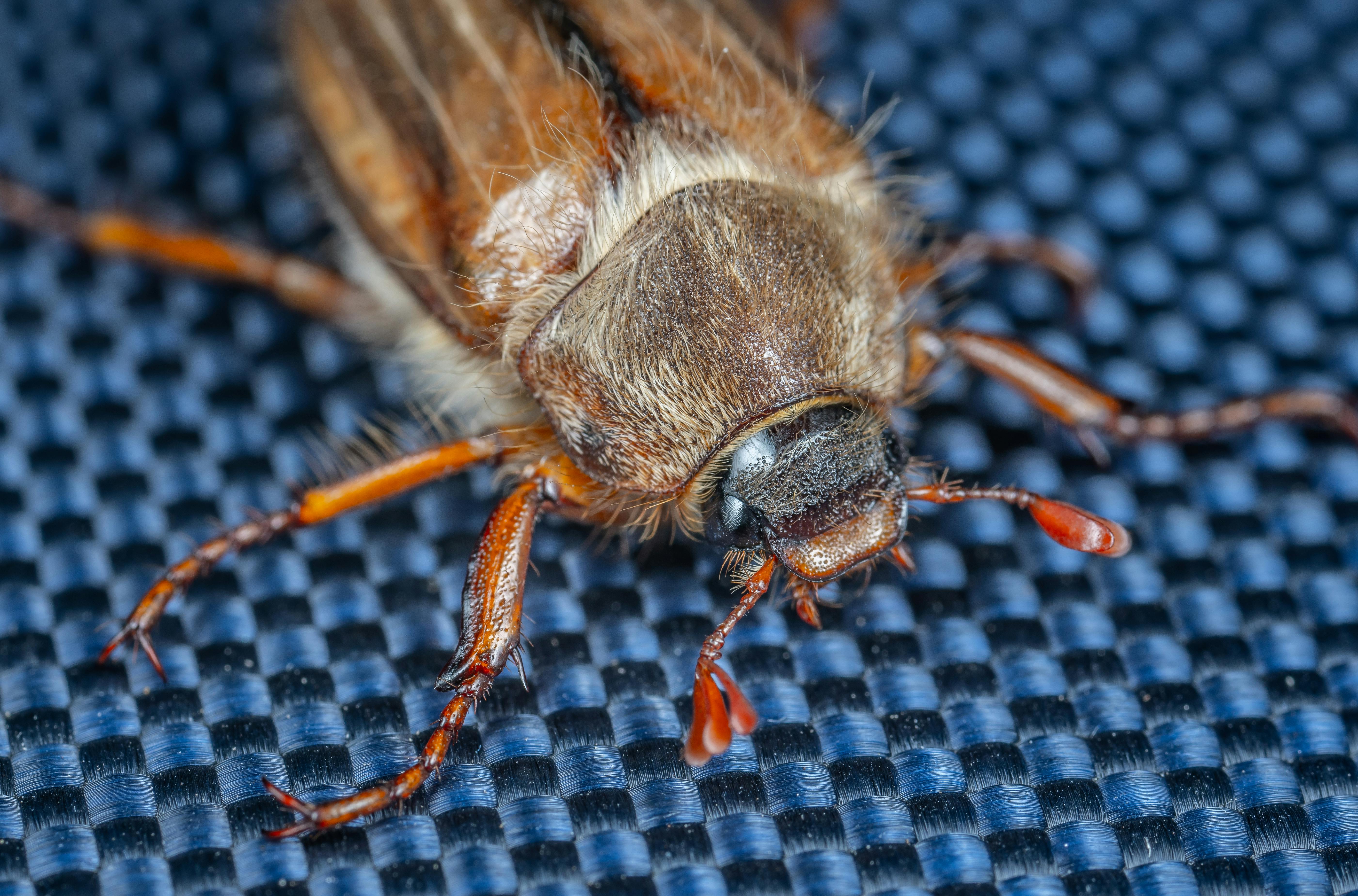 Beetle Carapace Photos, Download The BEST Free Beetle Carapace Stock ...