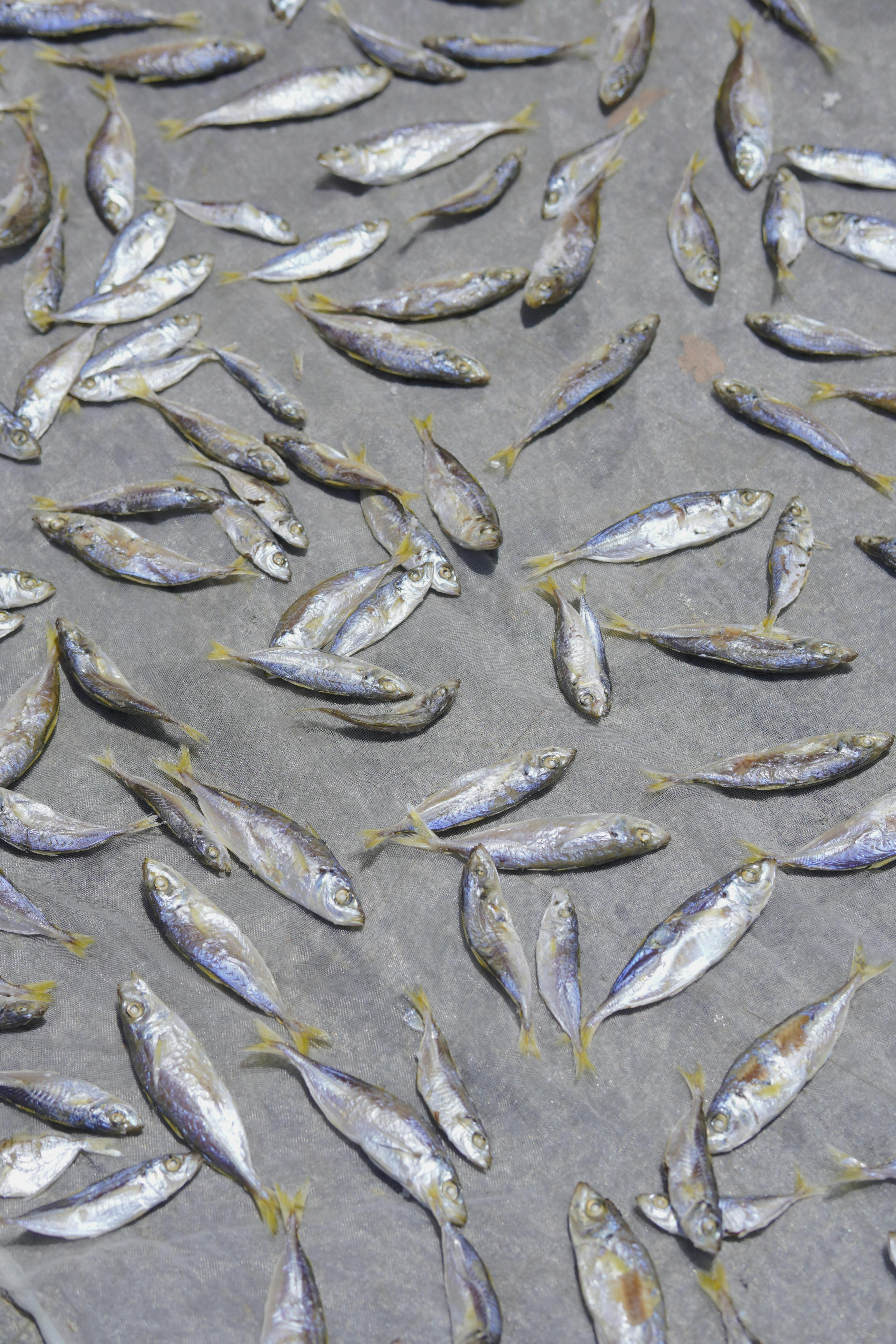 A large group of small fish on a table · Free Stock Photo
