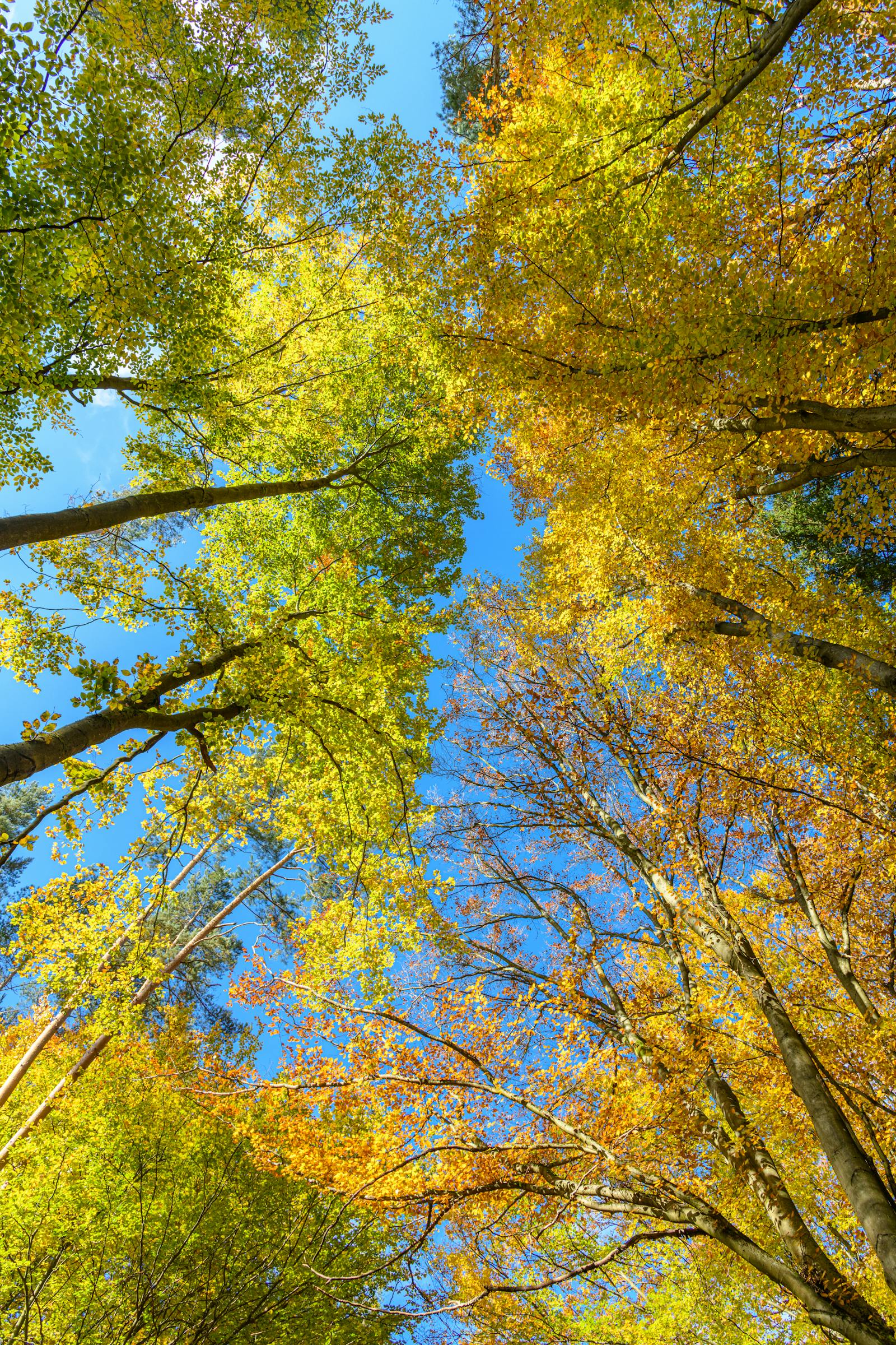 Tree Top View Photos, Download The BEST Free Tree Top View Stock Photos ...