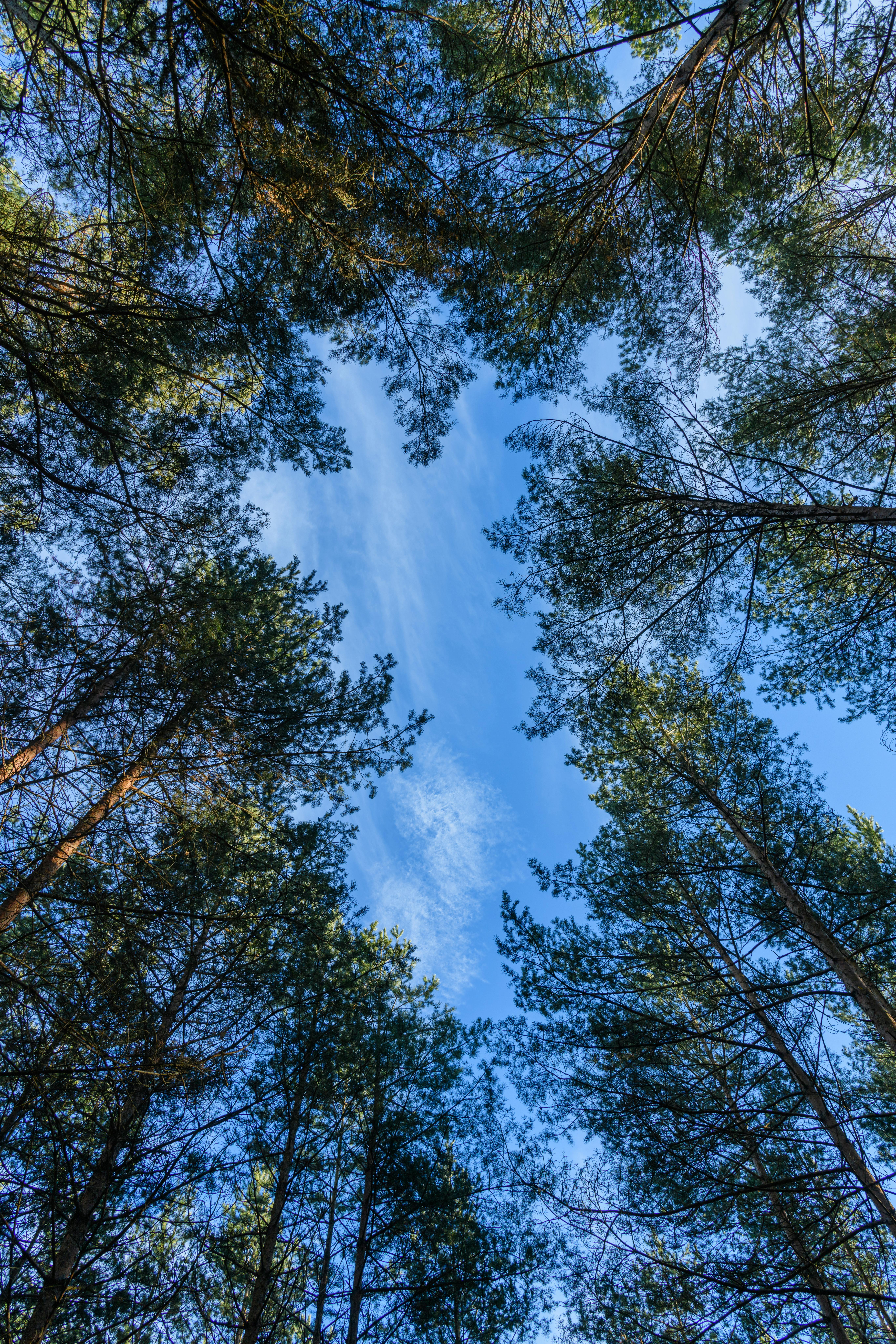 Blue Sky over Trees in Forest · Free Stock Photo