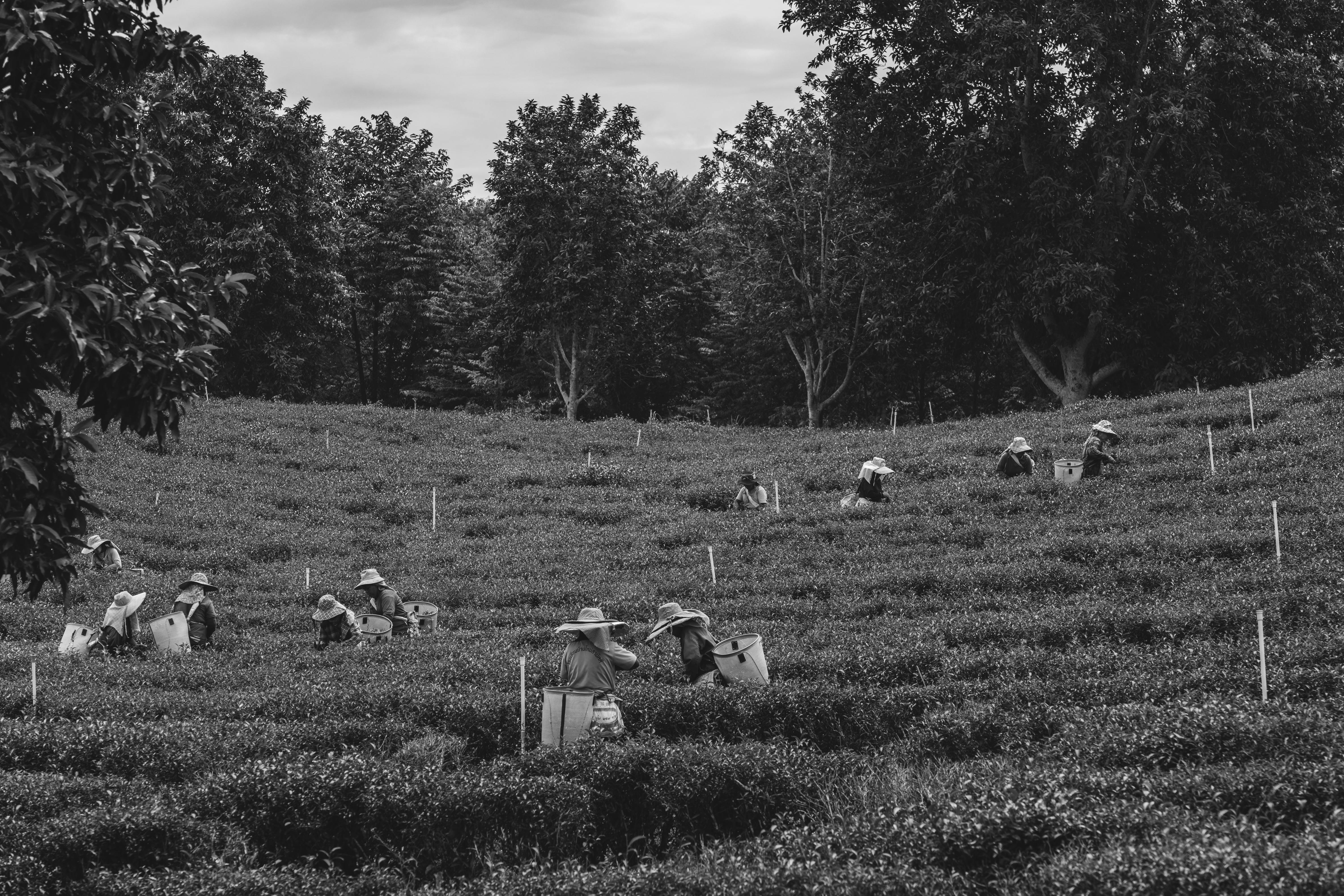 Tea Plantations · Free Stock Photo