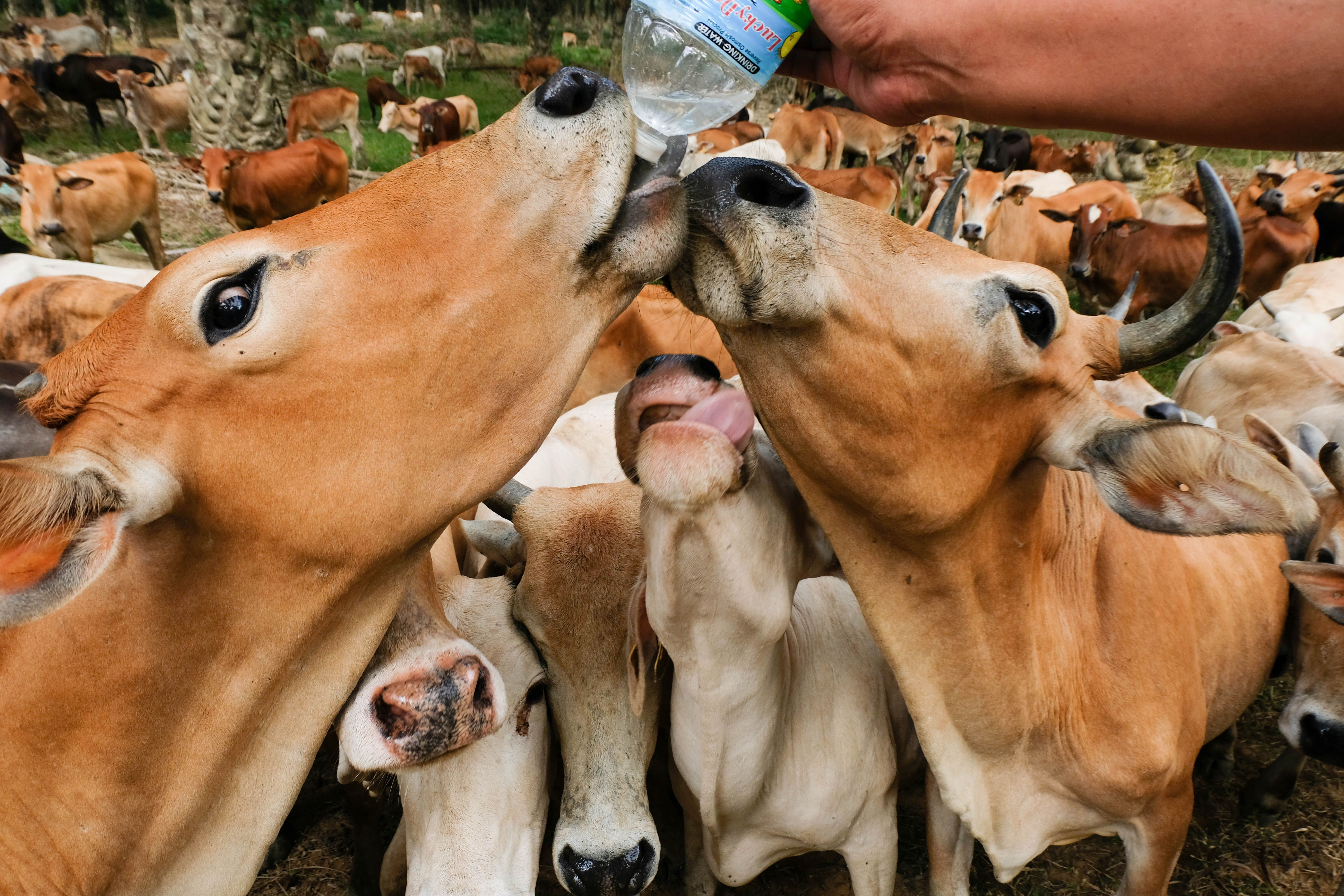Cow Malaysia Photos, Download The BEST Free Cow Malaysia Stock Photos ...