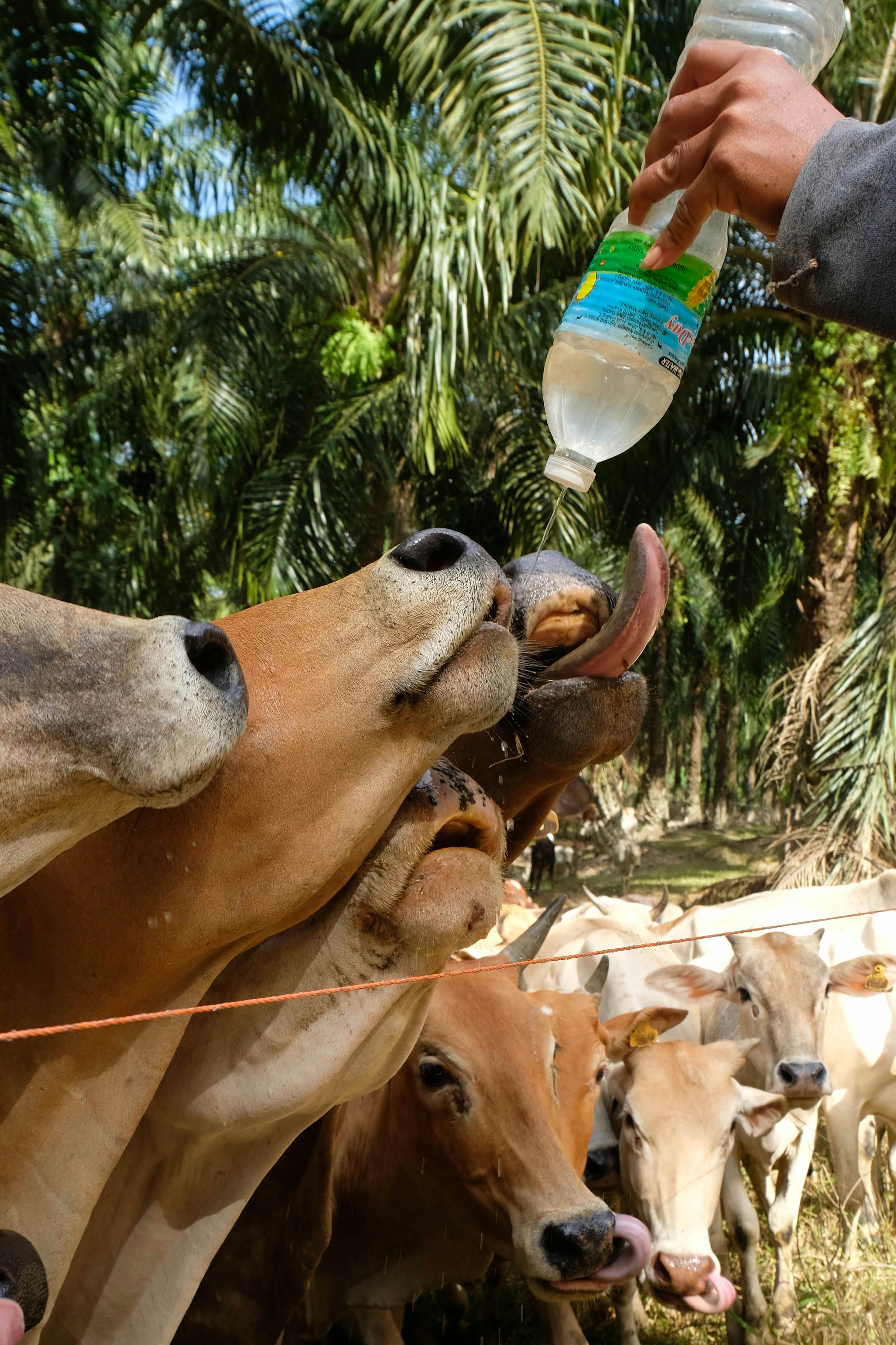 Cows Drinking Water Photos, Download The BEST Free Cows Drinking Water Stock Photos & HD Images